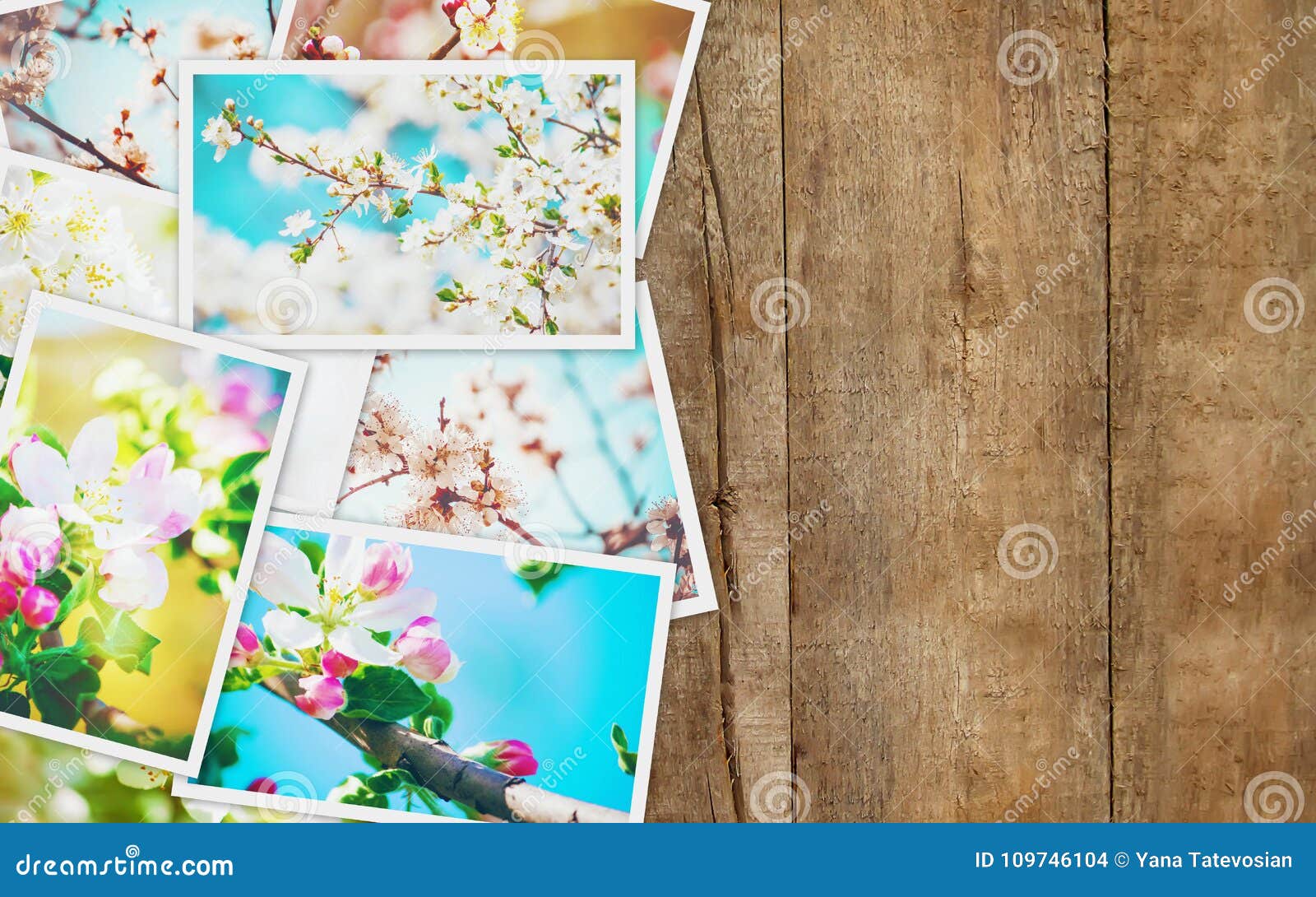 Spring Flowering Trees. Collage Stock Photo - Image of plum, apple ...