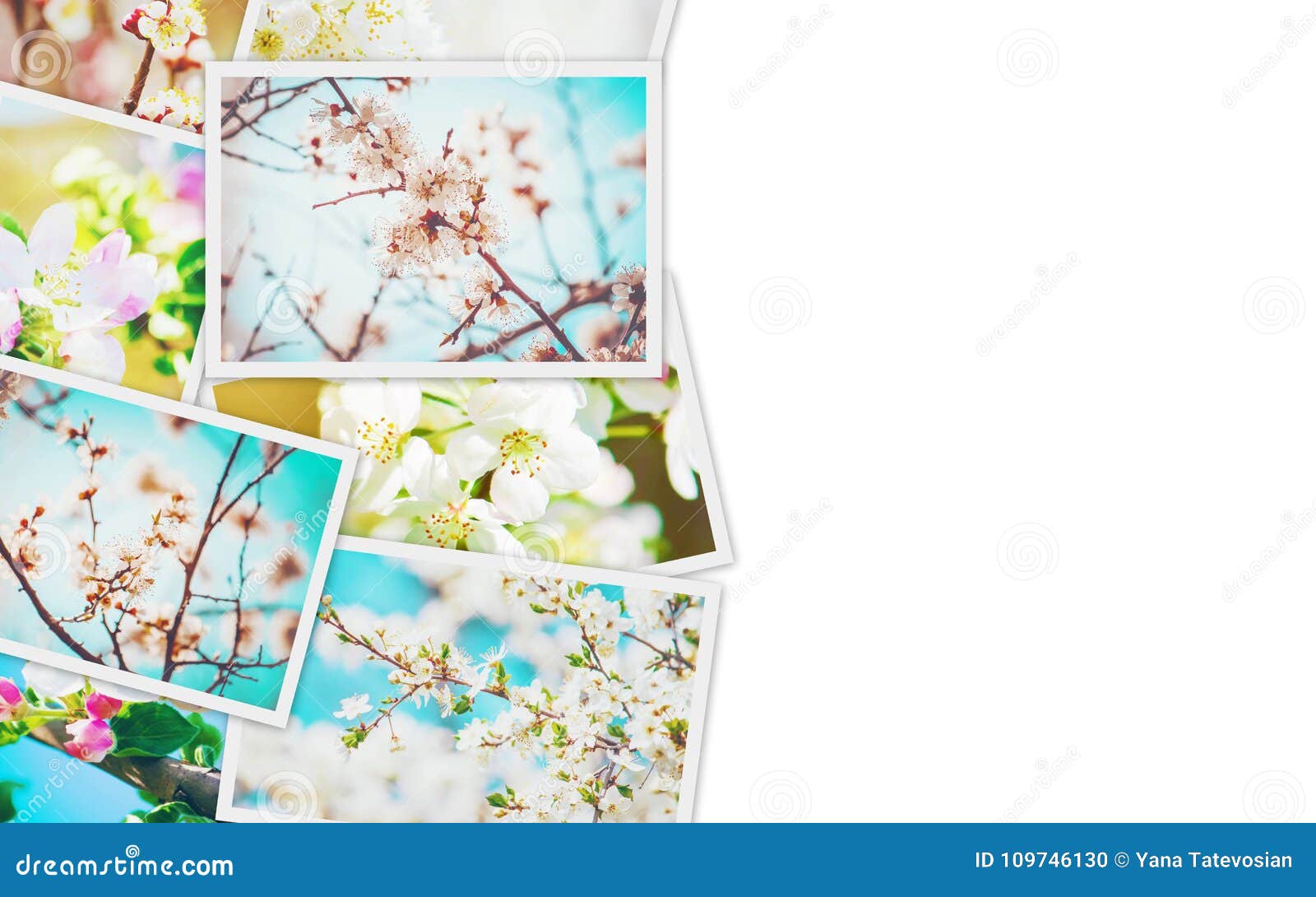 Spring Flowering Trees. Collage Stock Photo - Image of flowers, seasons ...
