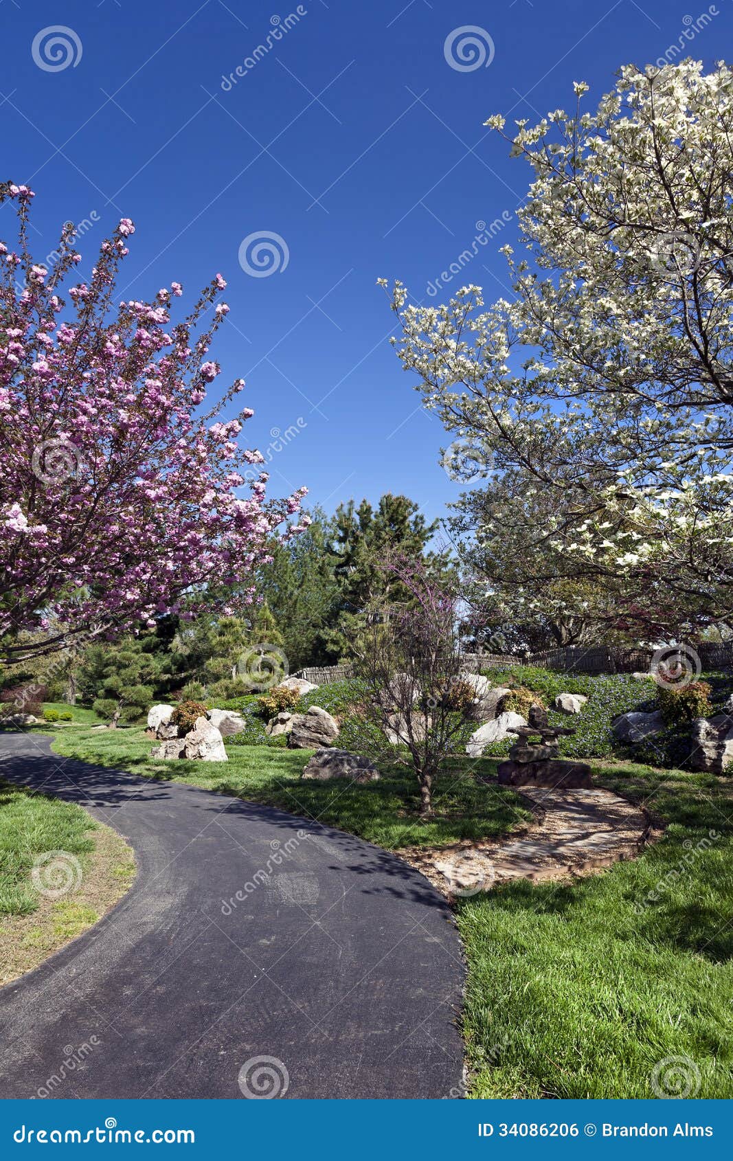 Spring Flowering Trees on a Park Pathway Stock Photo - Image of trees ...