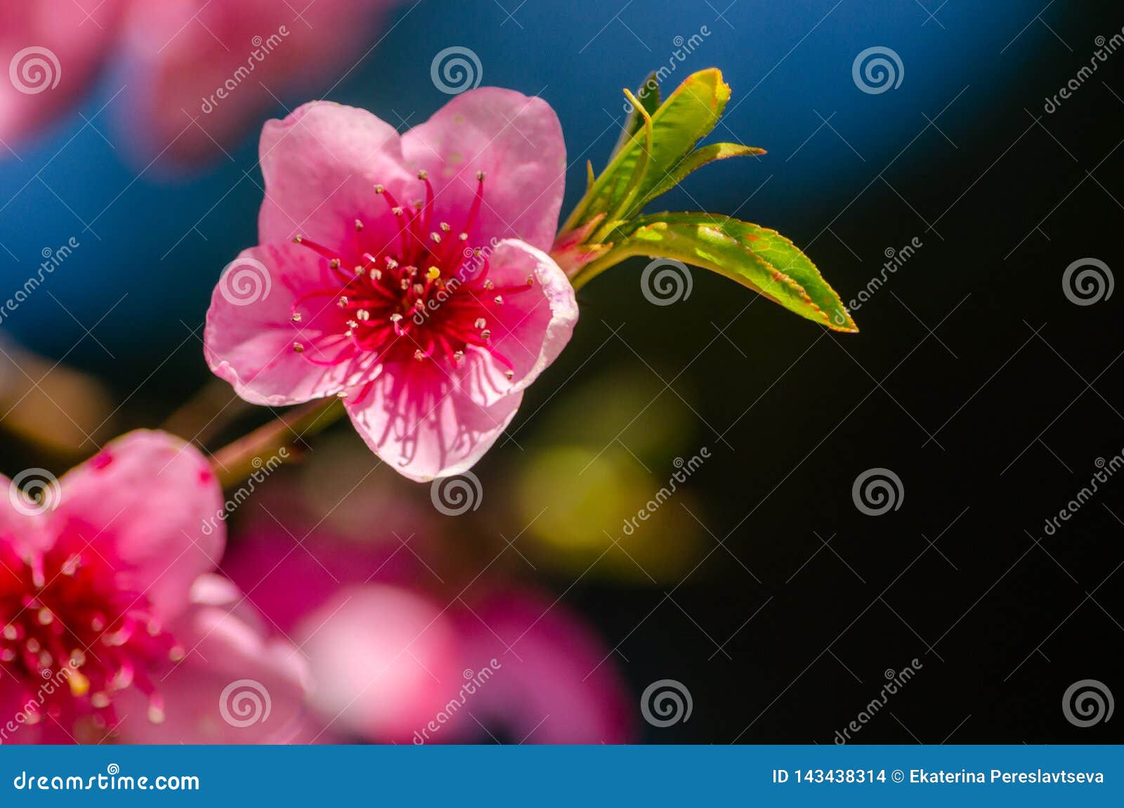 Spring Flowering Trees, Pink Flowers on the Branches Stock Photo ...
