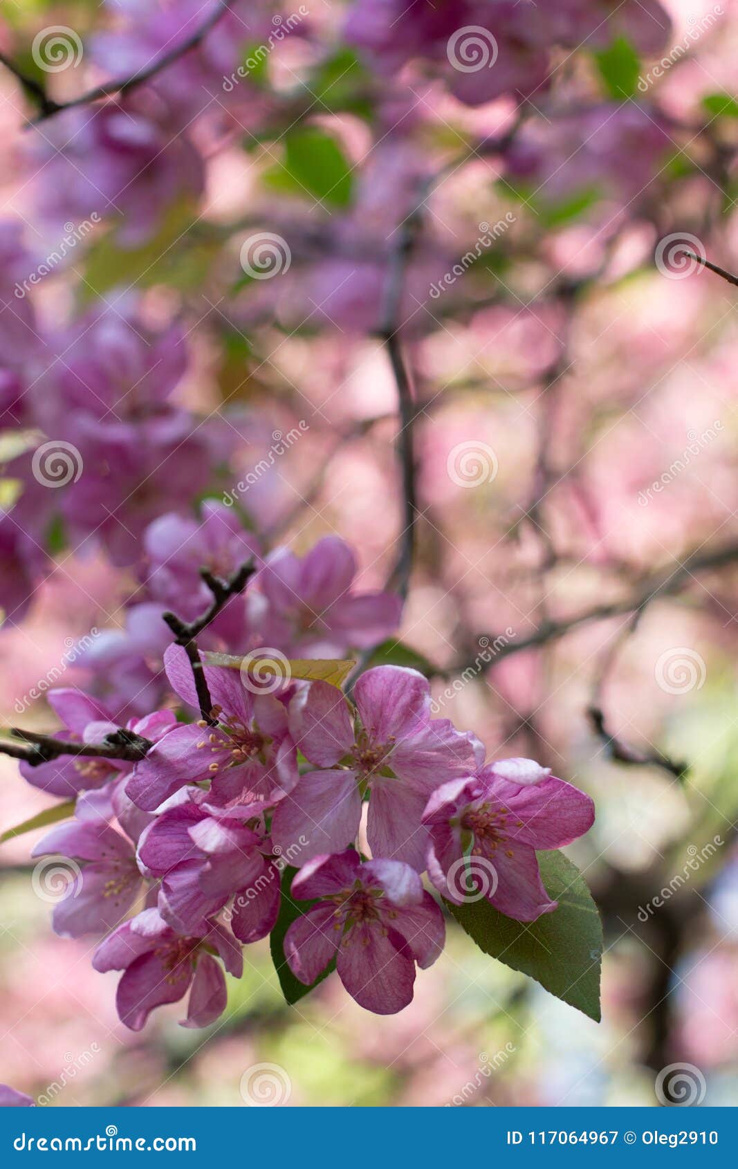 Spring Flowering Trees on a Soft Defocused Background Stock Image ...
