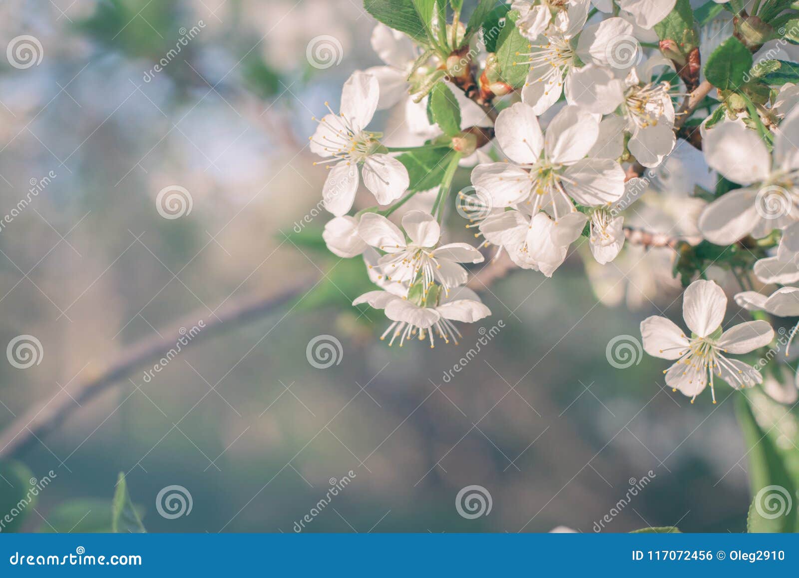 Spring Flowering Trees on a Soft Defocused Background Stock Photo ...