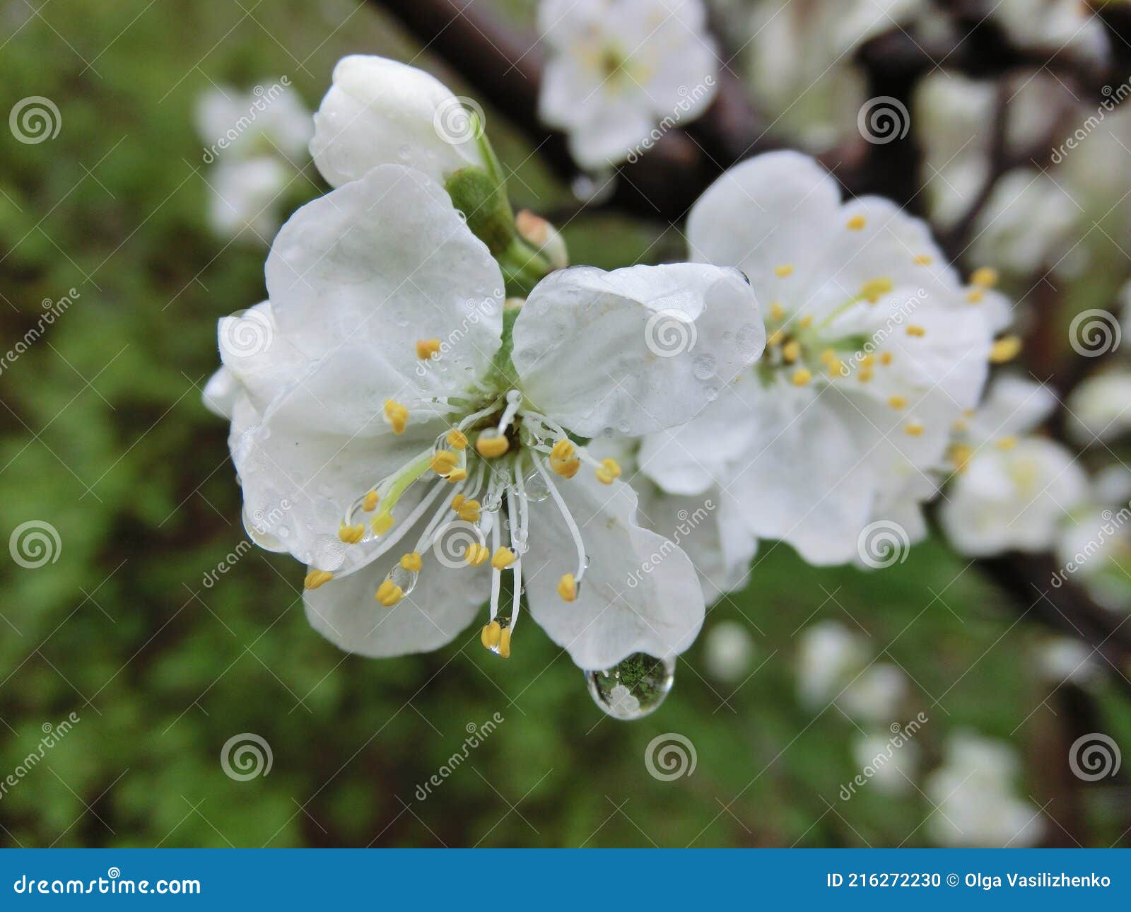 Spring Flowering Trees. White Flowers Stock Photo - Image of lawn ...
