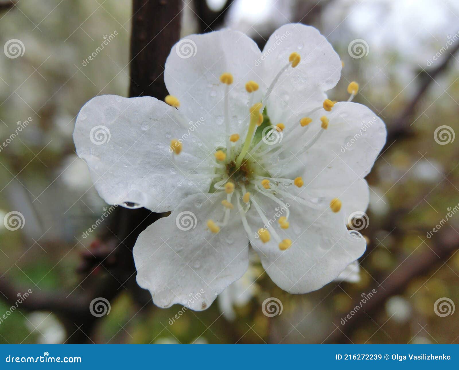 Spring Flowering Trees. White Flowers Stock Image - Image of growth ...