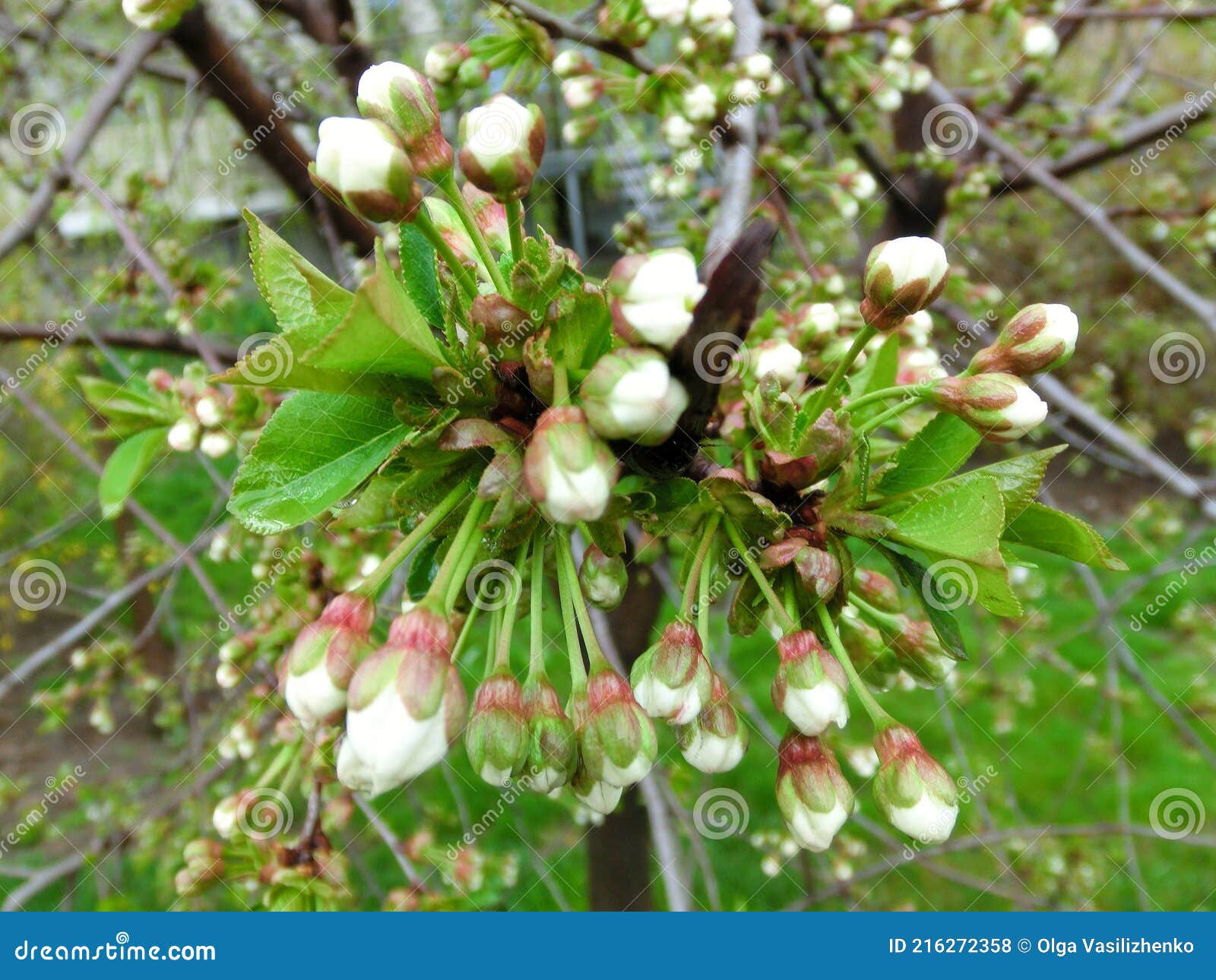 Spring Flowering Trees. White Flowers Stock Photo - Image of flare ...