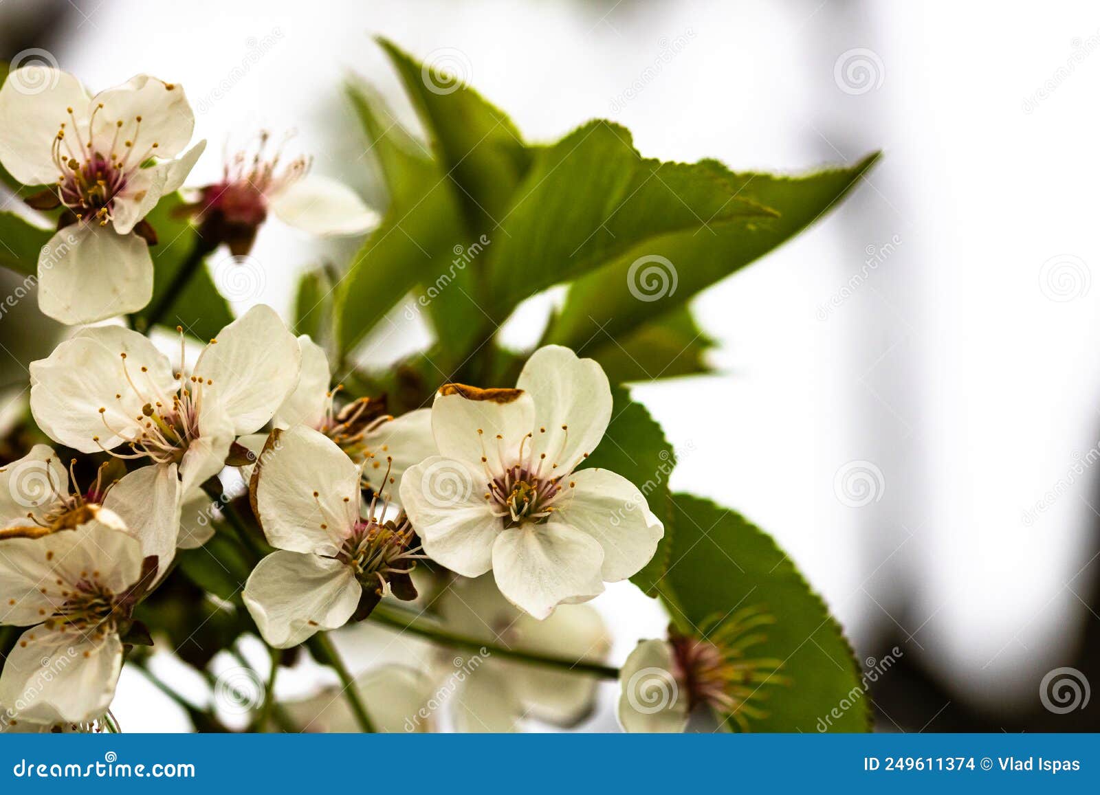 Spring Flowering Trees with White Flowers in the Garden. Spring ...