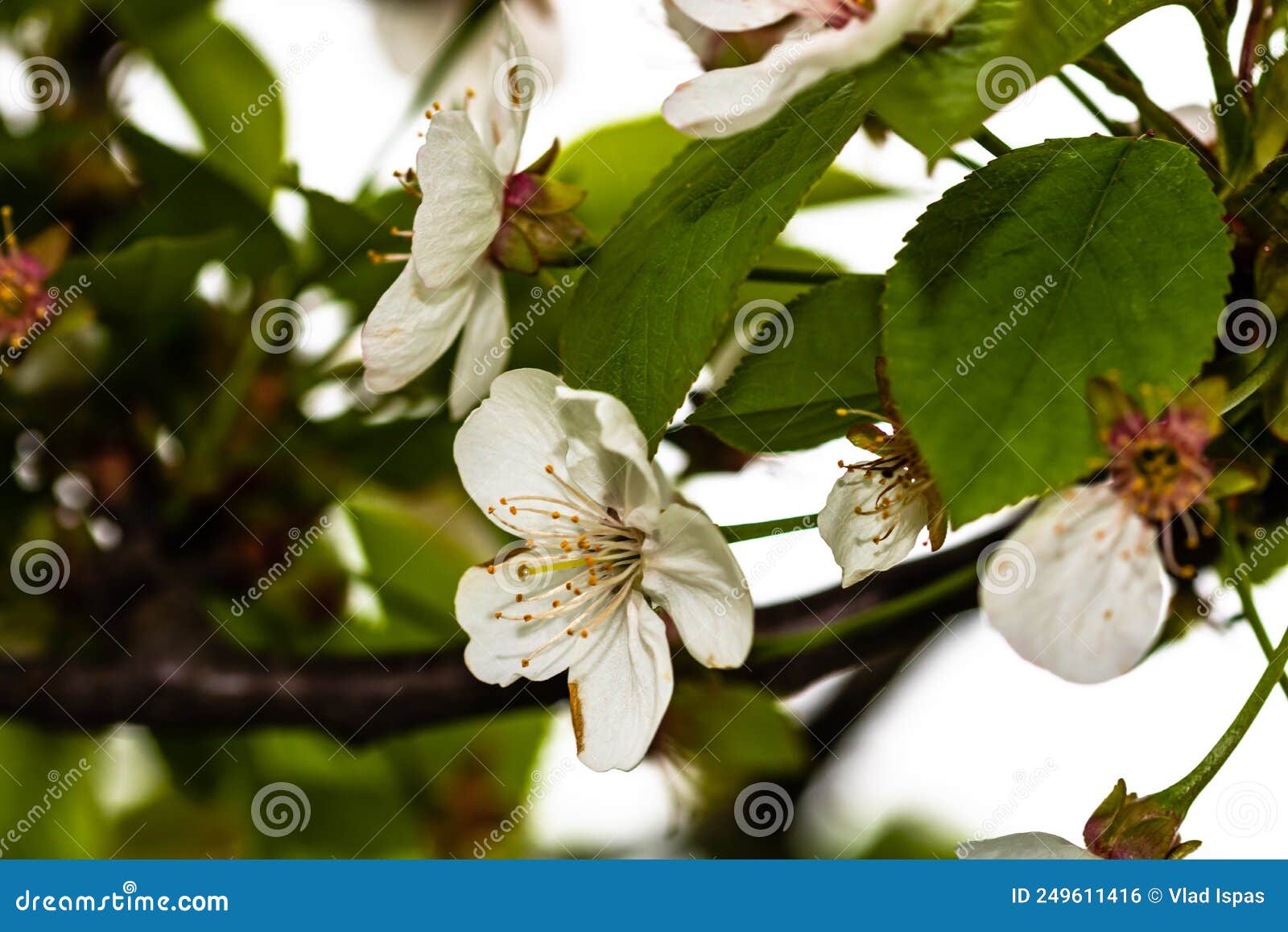 Spring Flowering Trees with White Flowers in the Garden. Spring ...