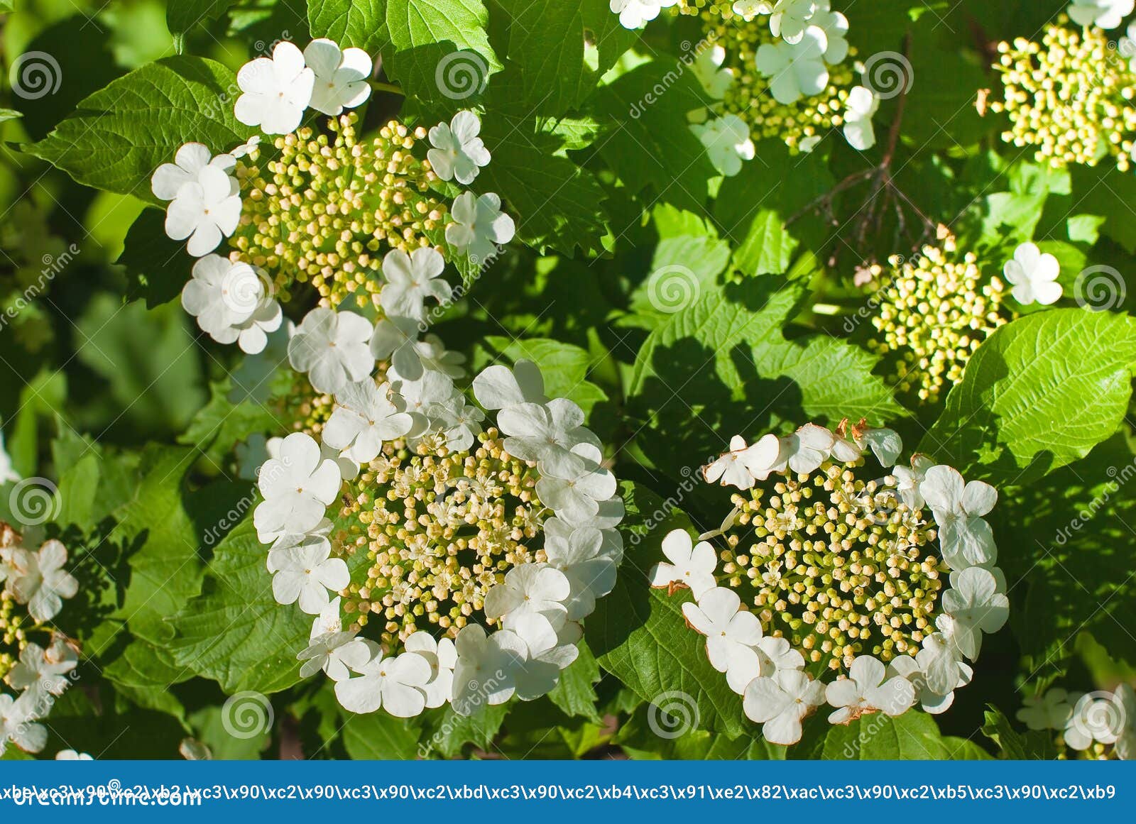 Spring Flowering of Viburnum Stock Image - Image of agriculture, field ...