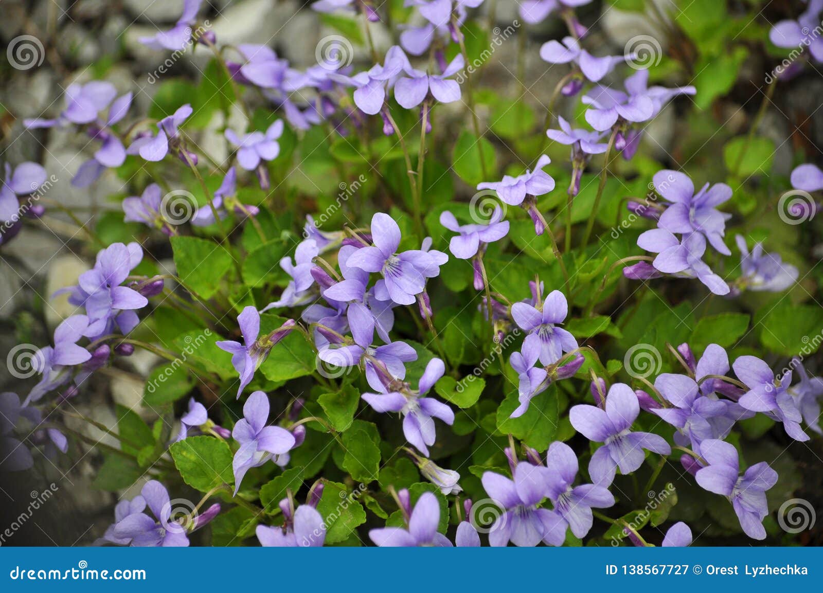 Spring Flowering Viola Sylvestris Stock Image - Image of colors, purple ...