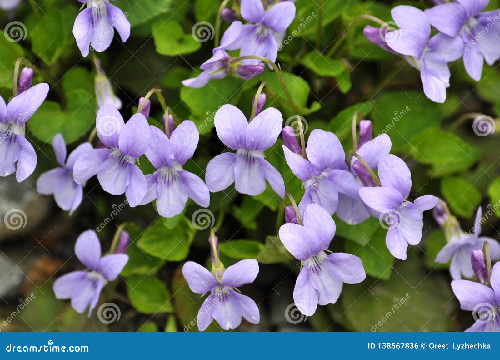 Spring Flowering Viola Sylvestris Stock Photo - Image of botany, leaf ...