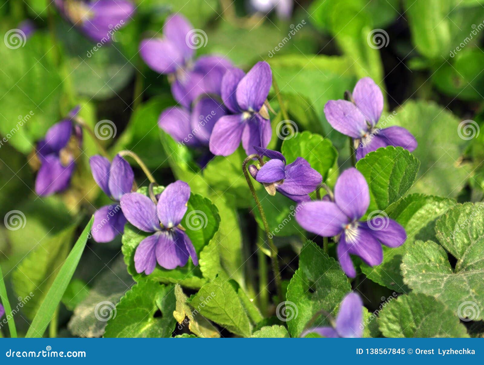 Spring Flowering Viola Sylvestris Stock Image - Image of lawn, heap ...