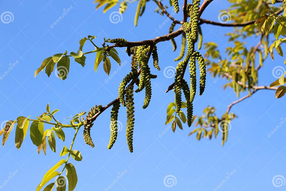 Spring flowering walnut stock image. Image of growth - 358369849