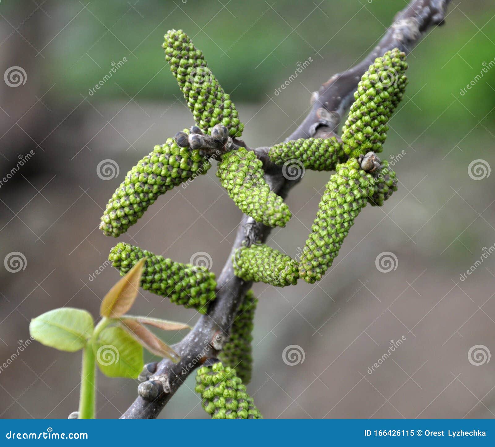 Spring flowering walnut stock image. Image of leaves - 166426115