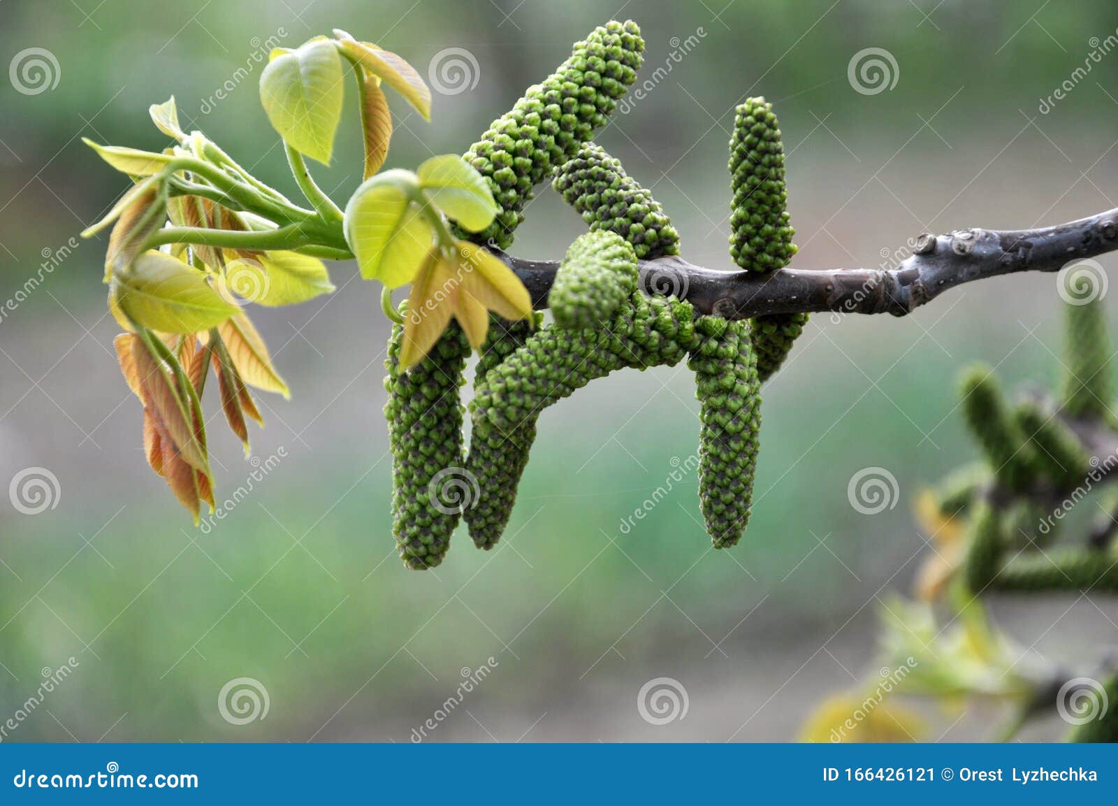 Spring flowering walnut stock image. Image of forest - 166426121