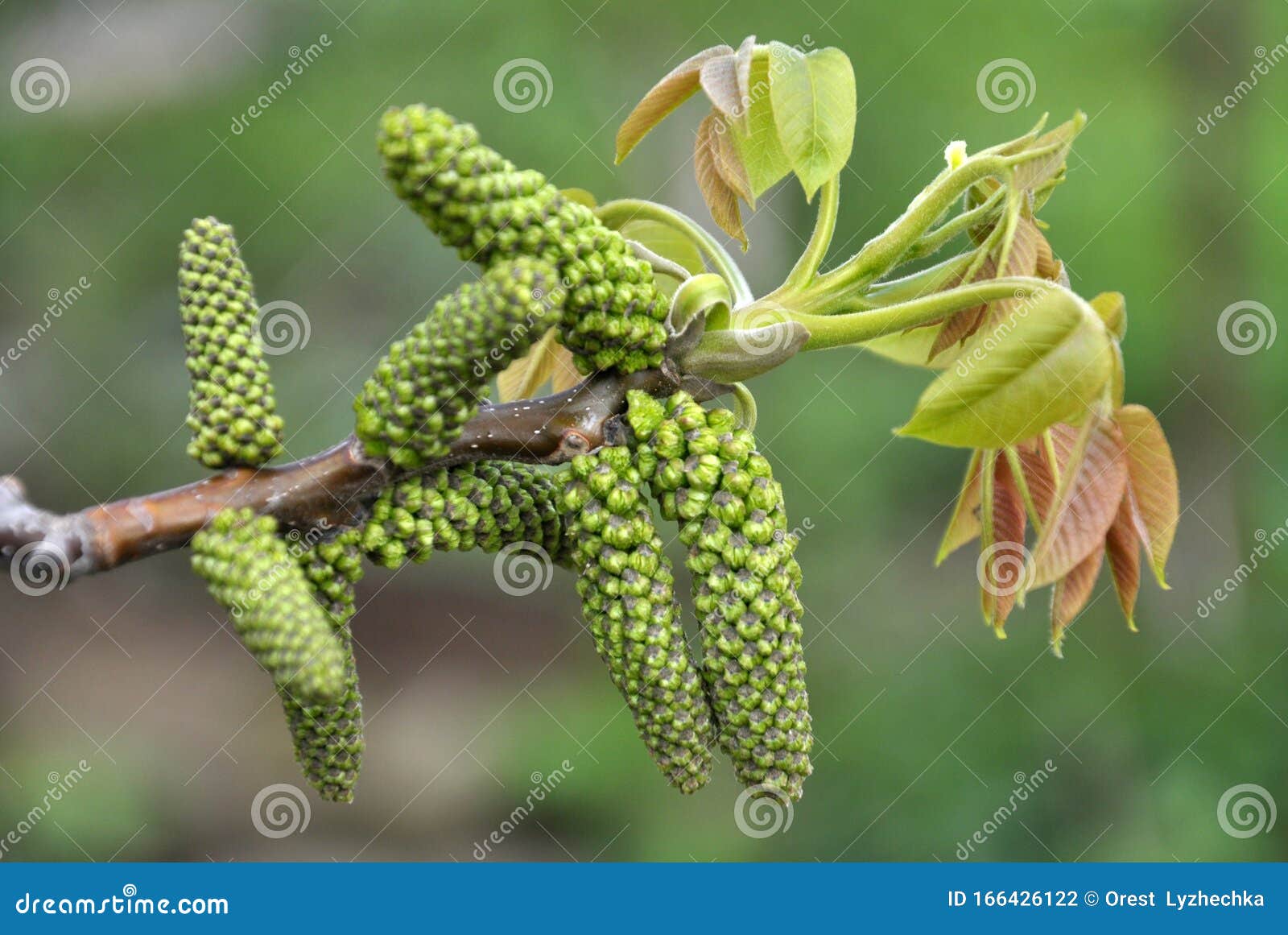 Spring flowering walnut stock photo. Image of fresh - 166426122