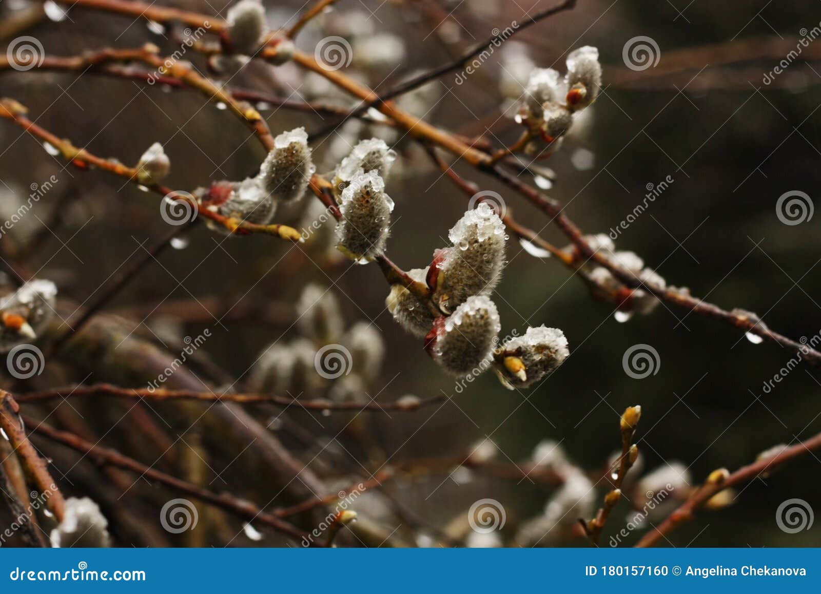 Spring Flowering Willow Tree on the Street Stock Photo - Image of ...