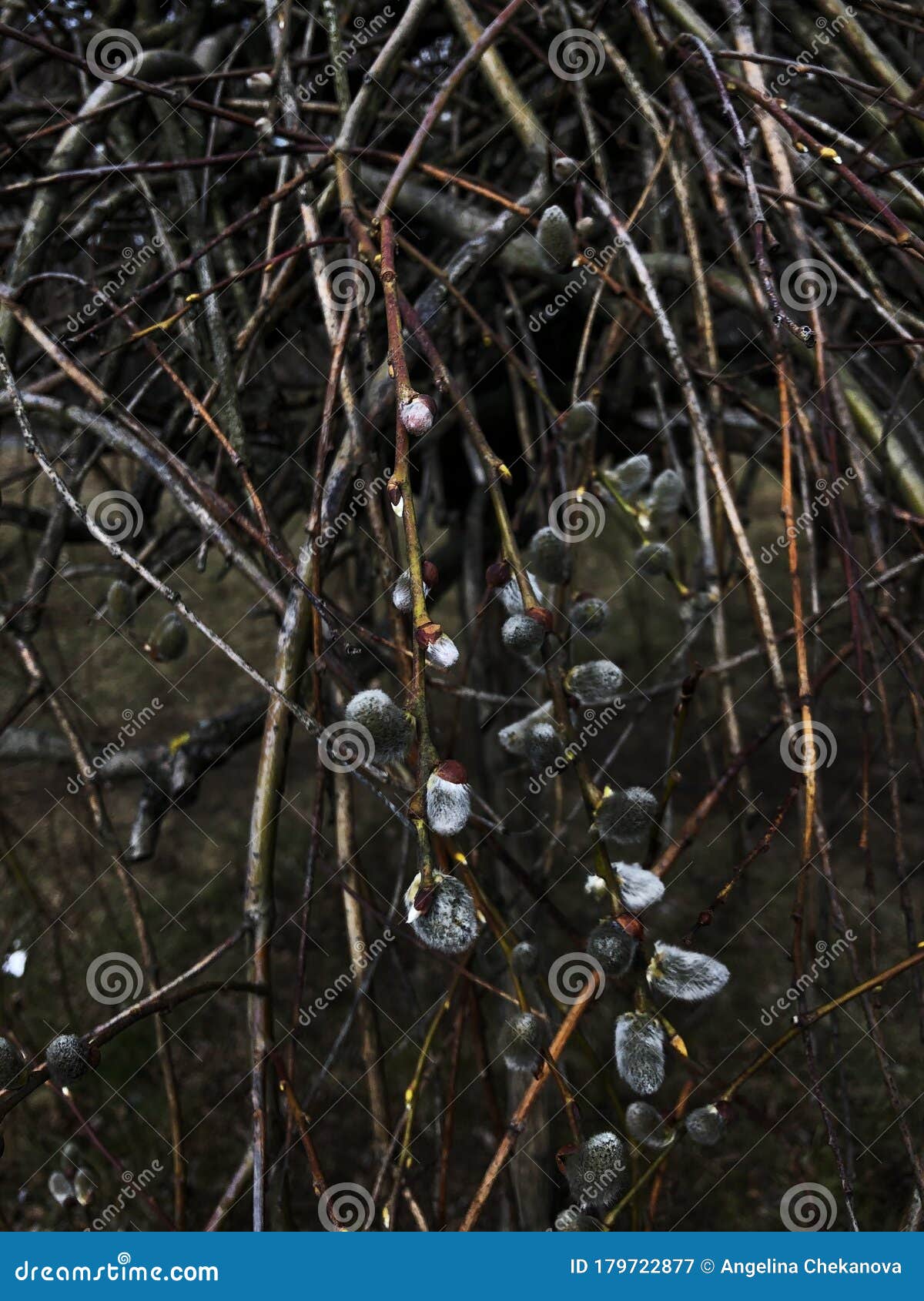 Spring Flowering Willow Tree on the Street Stock Image - Image of ...
