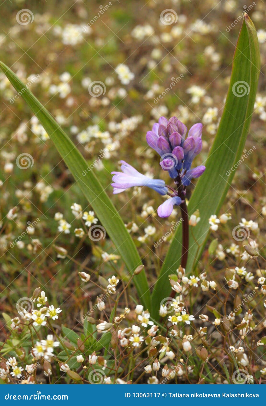 Spring flowers stock image. Image of stamens, plants - 13063117