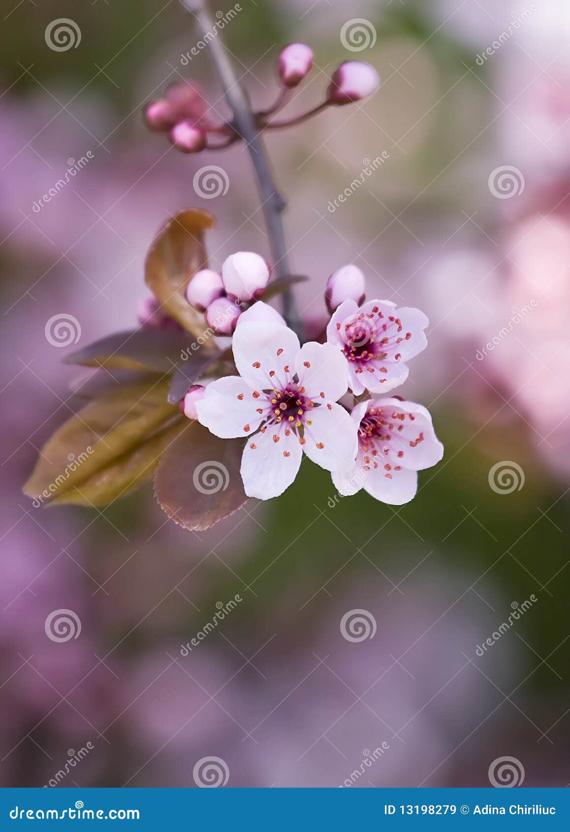 Spring flowers stock image. Image of decoration, pink - 13198279