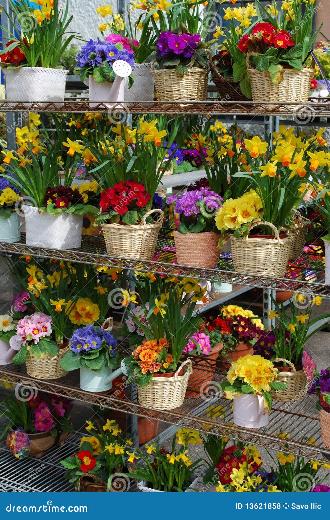 Spring flowers stock photo. Image of bloom, shop, vertical - 13621858