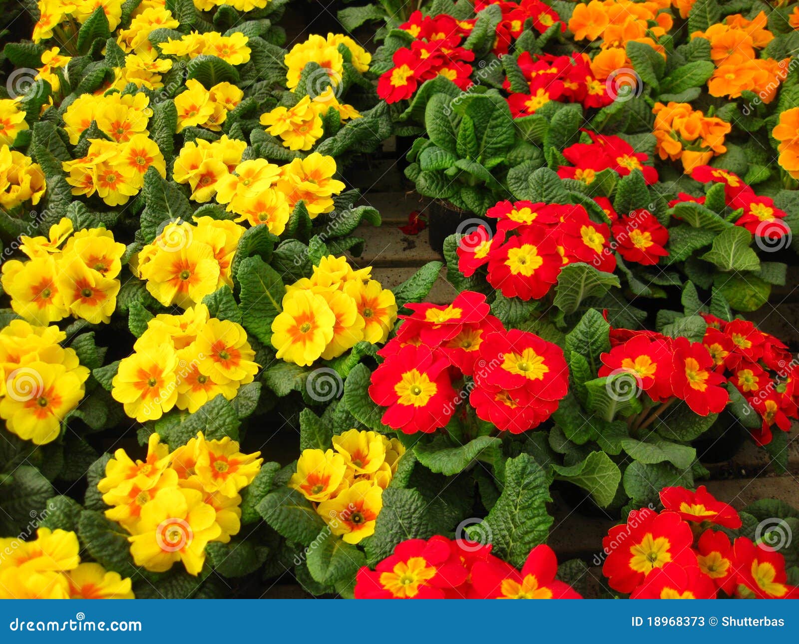 4,215 Spring Flowers Icon Stock Photos - Free & Royalty-Free Stock ...