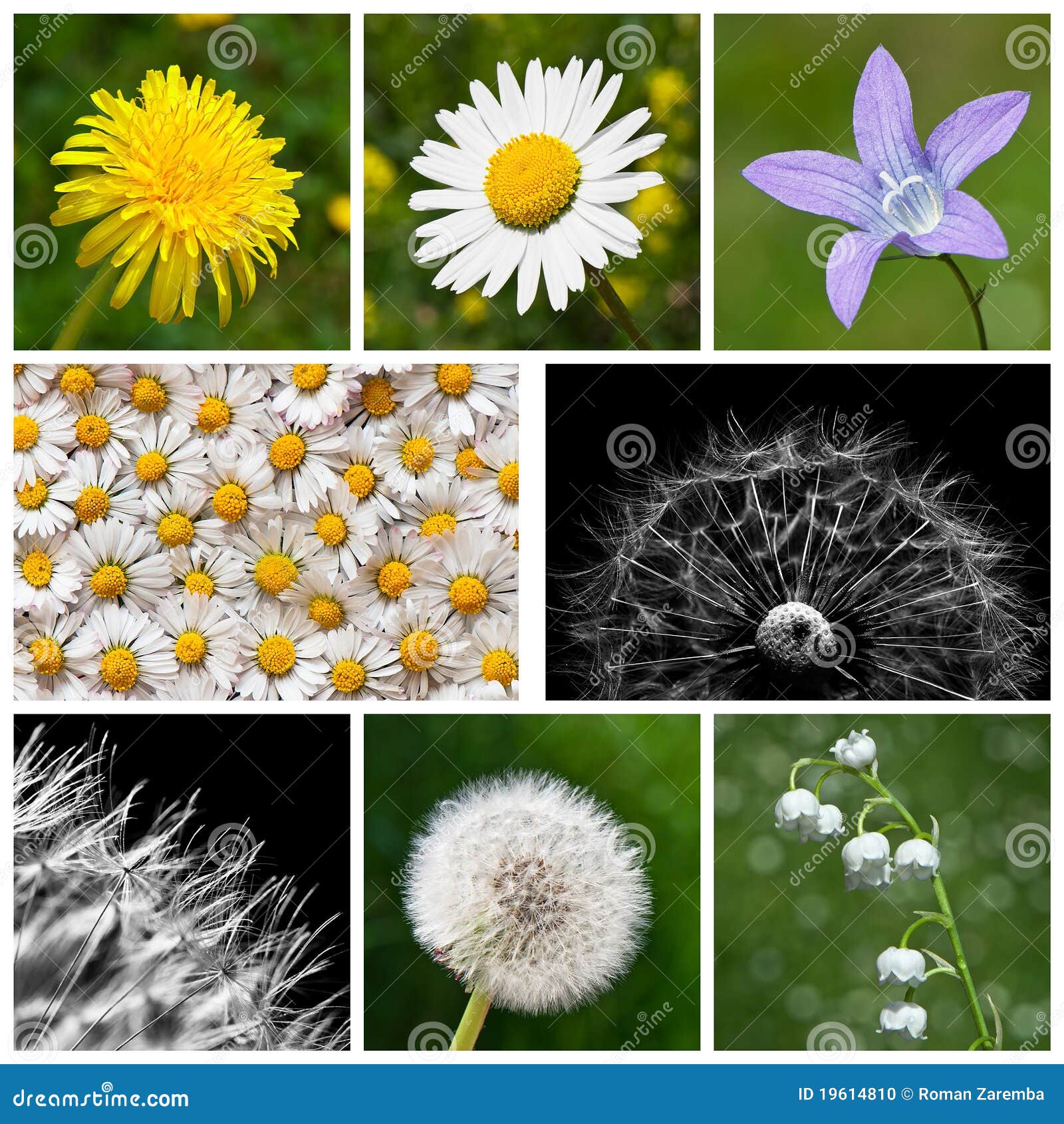 474 Moon Lily Flower Stock Photos - Free & Royalty-Free Stock Photos ...