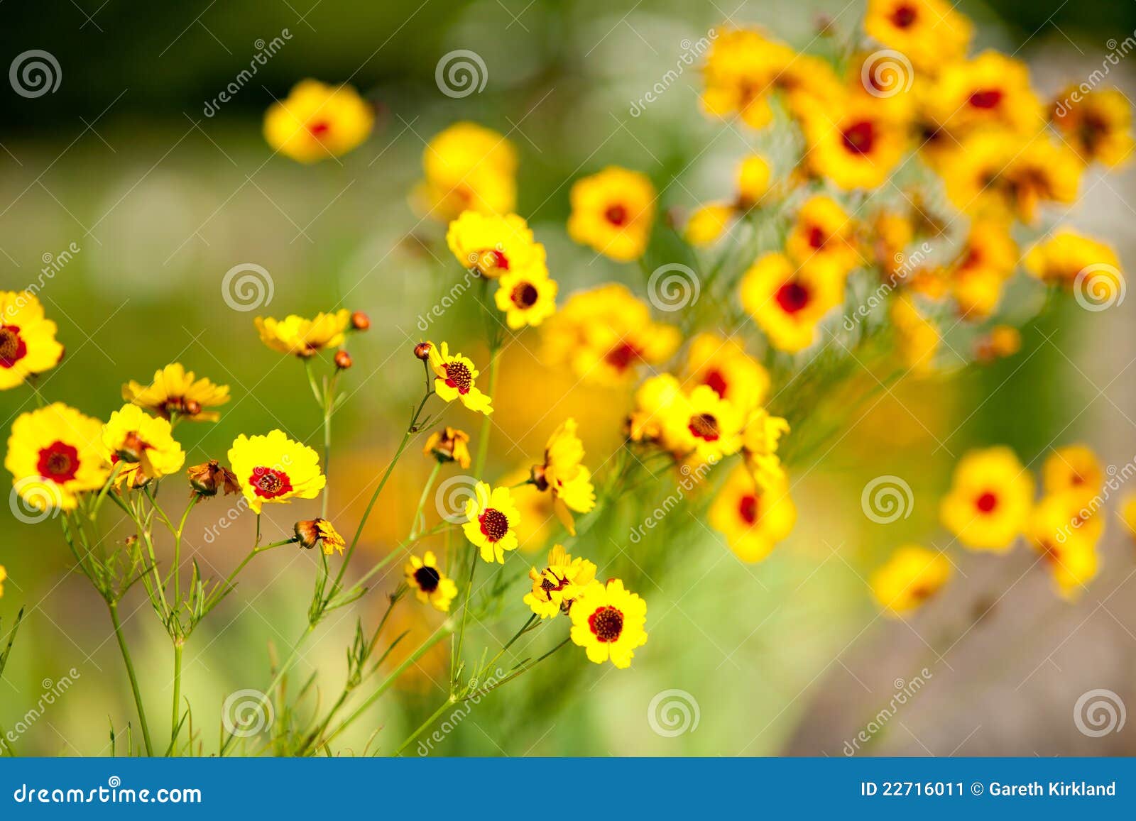 Spring flowers stock image. Image of natural, sunshine - 22716011