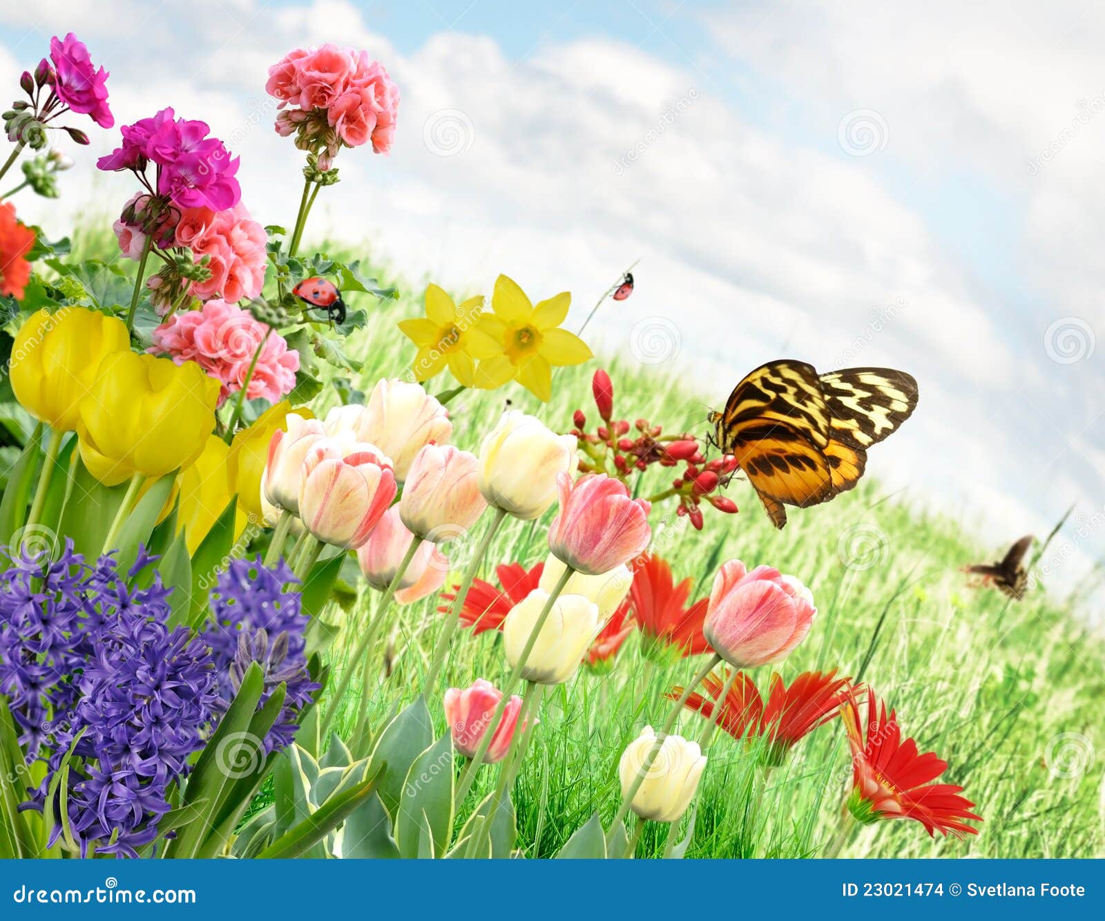 Spring Flowers stock photo. Image of tulips, garden, grass - 23021474