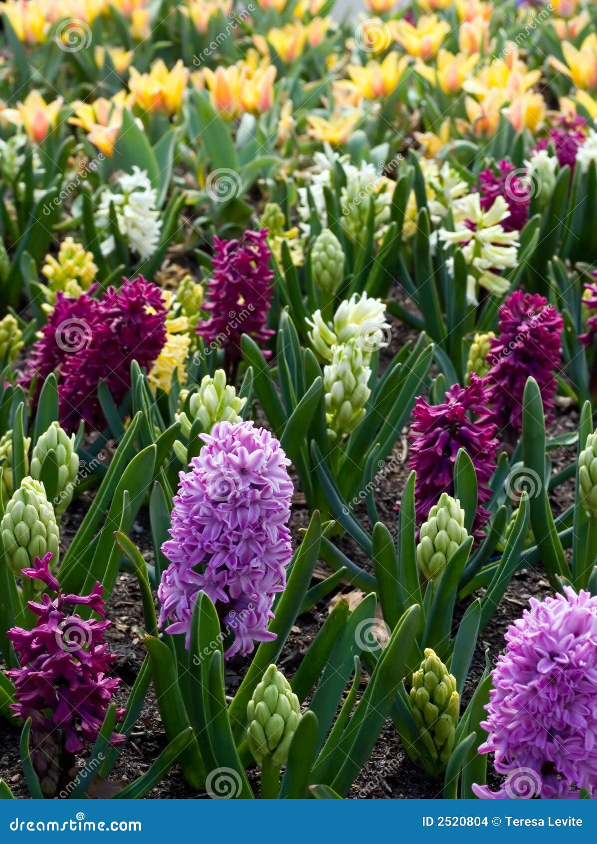 Spring Flowers stock photo. Image of spring, fresh, renewal - 2520804