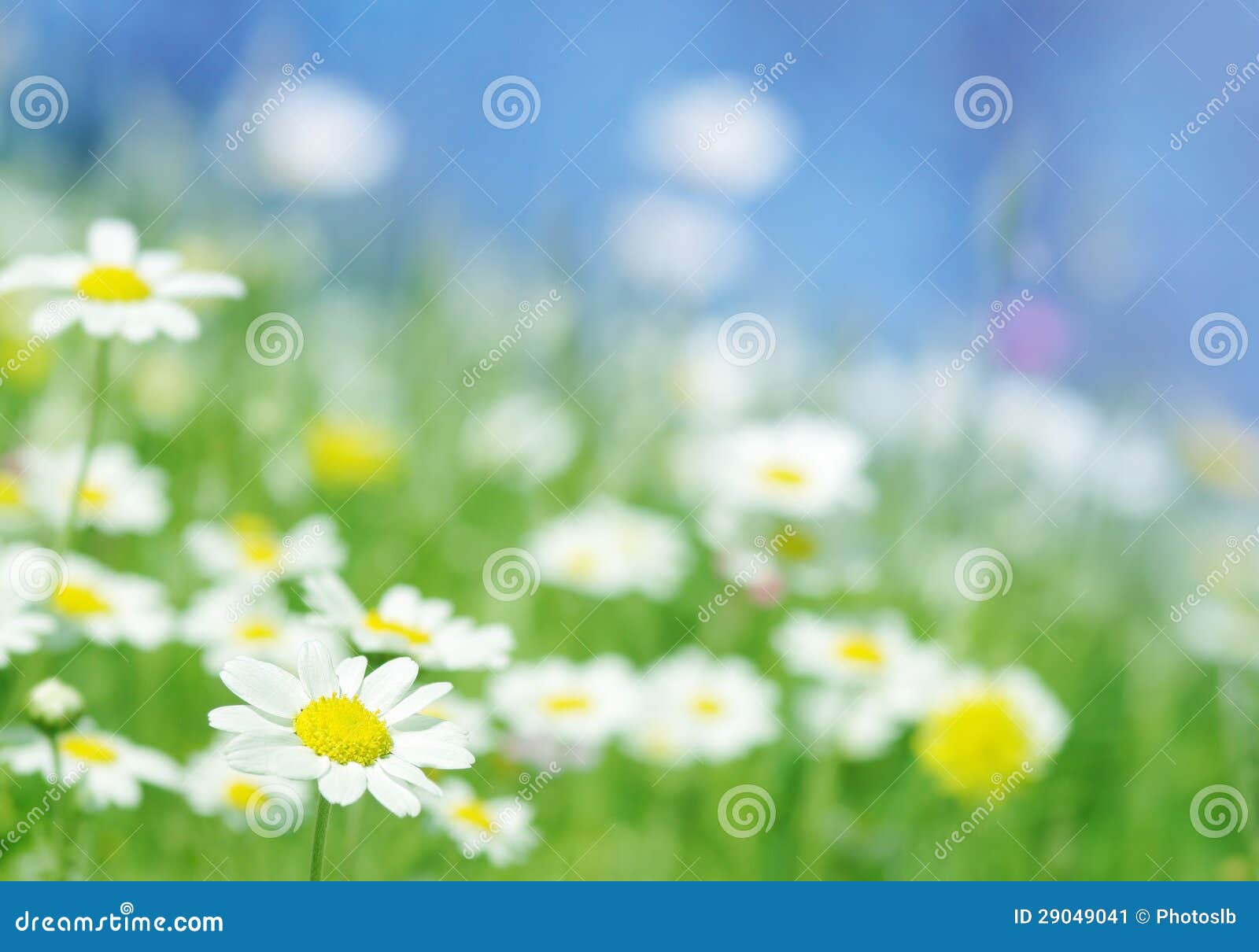 Spring Flowers Green Background Stock Image - Image of contemporary ...