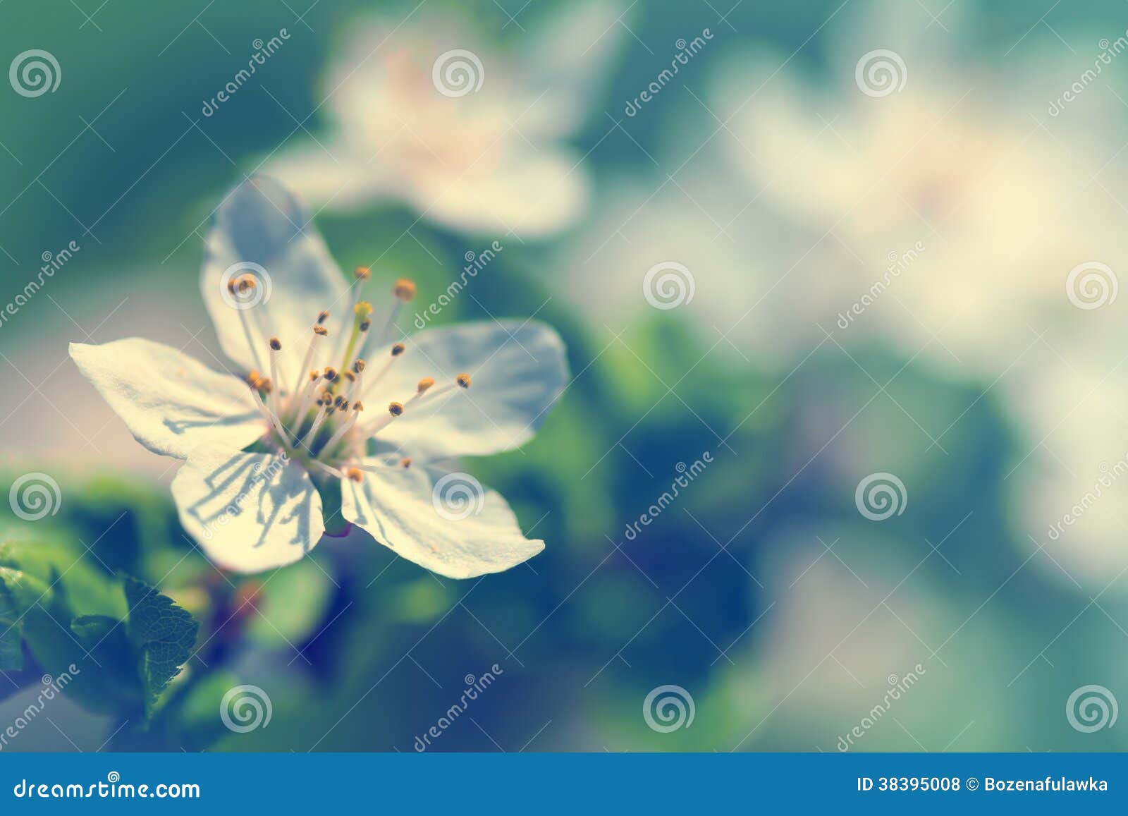 Spring Flowers stock photo. Image of bloom, flora, tree - 38395008