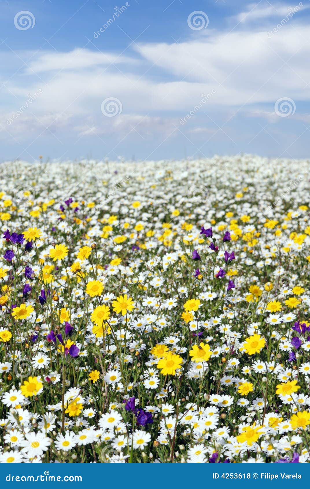 1,249 Good Looking Spring Flowers Stock Photos - Free & Royalty-Free ...