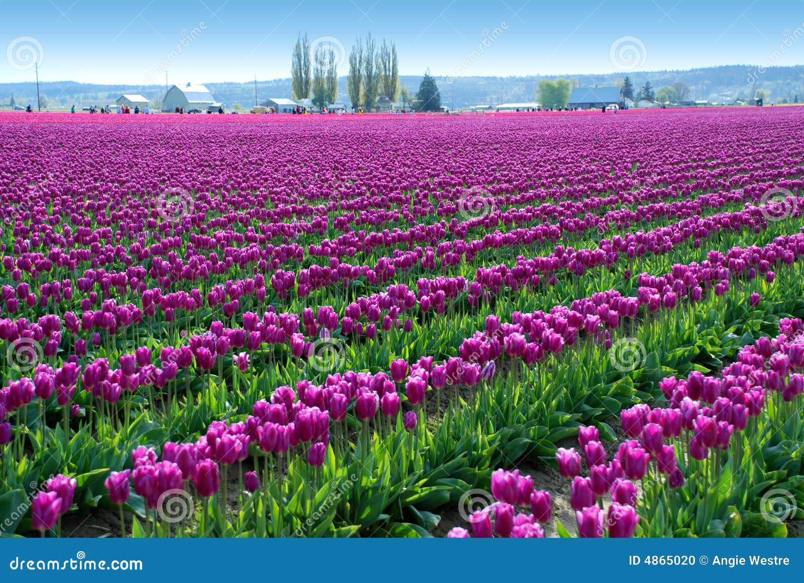 Spring Flowers stock photo. Image of petal, stems, bouquet - 4865020