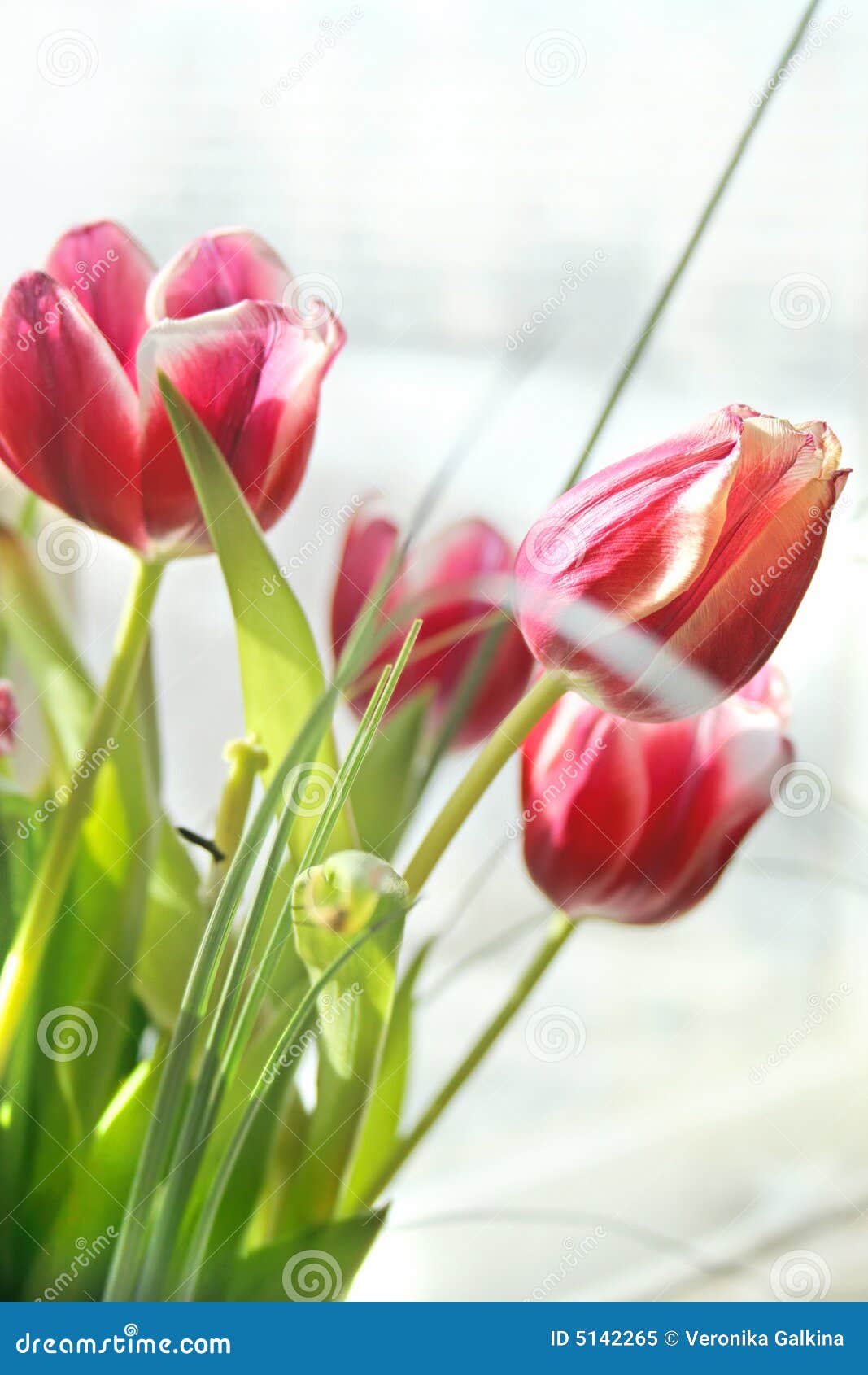 Spring flowers stock image. Image of bloom, close, natural - 5142265