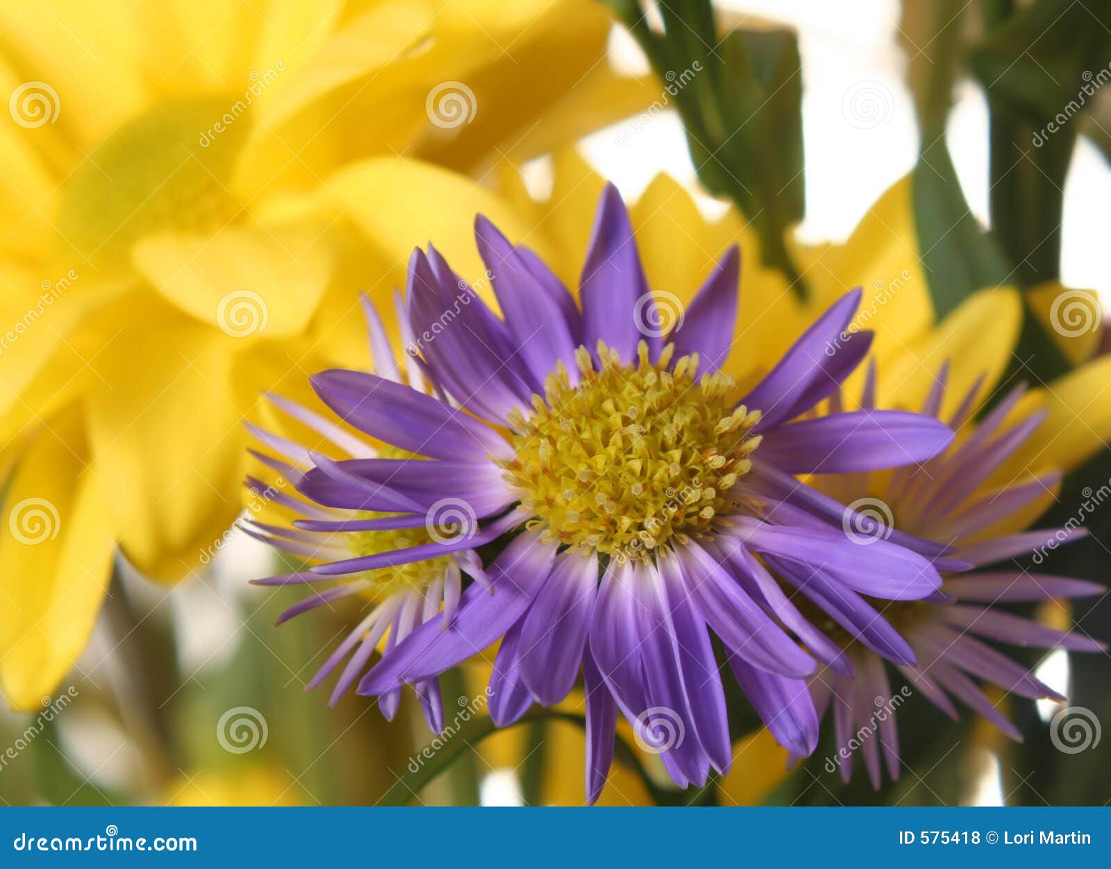 Spring Flowers stock photo. Image of petals, bouquet, botany - 575418