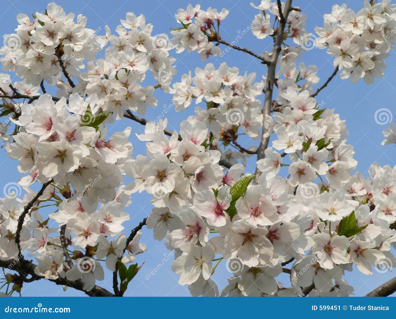 Spring flowers stock image. Image of grass, spring, april - 599451