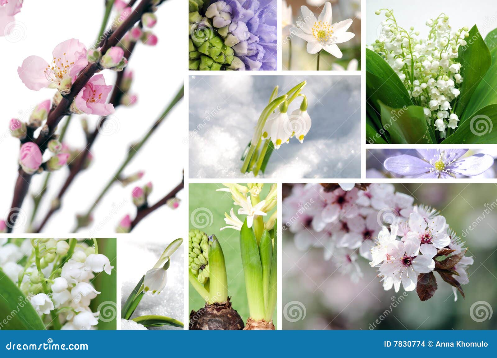 Spring flowers stock photo. Image of blooming, flora, collage - 7830774