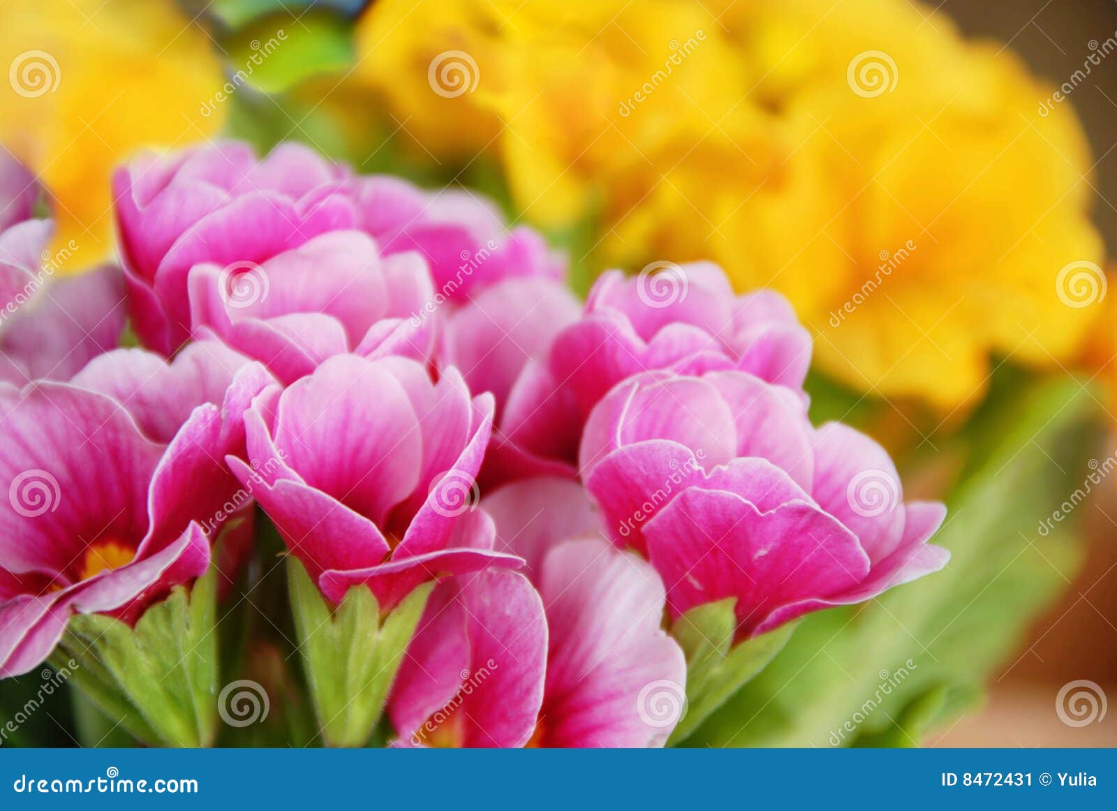 Spring flowers stock image. Image of natural, flowers - 8472431