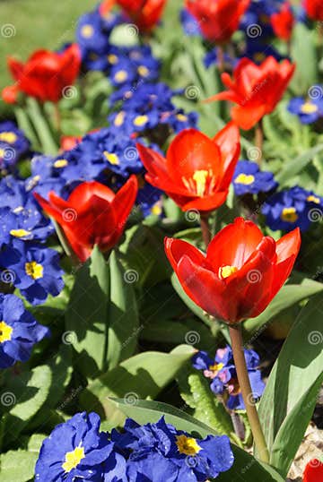 Spring Flowers stock photo. Image of pansies, spring, petals - 8559756