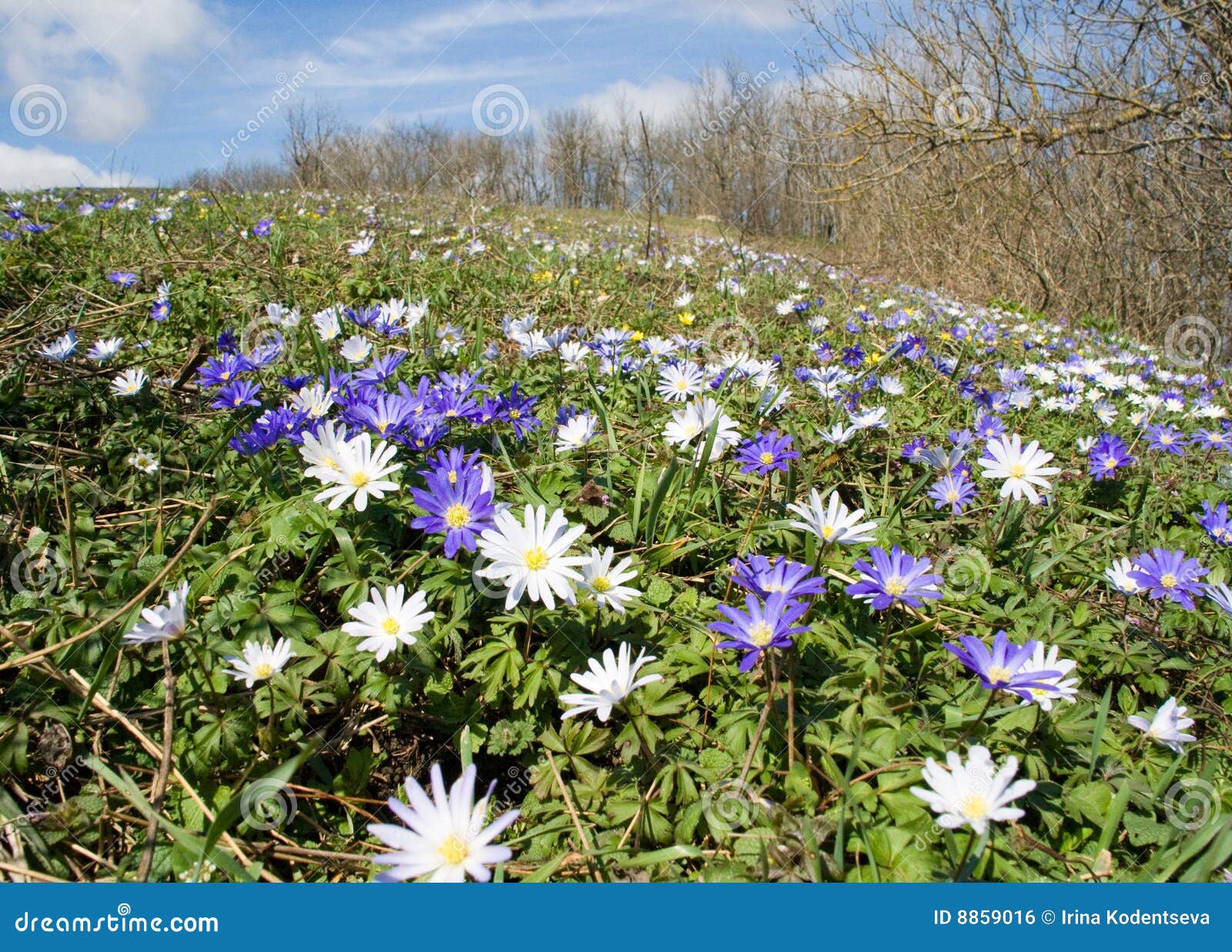 Spring flowers stock photo. Image of straw, flowers, faded - 8859016