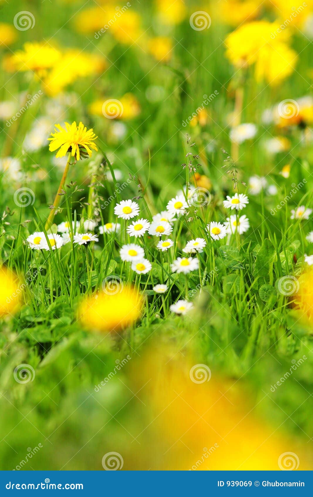 Spring Flowers stock image. Image of outdoor, grass, farmland - 939069