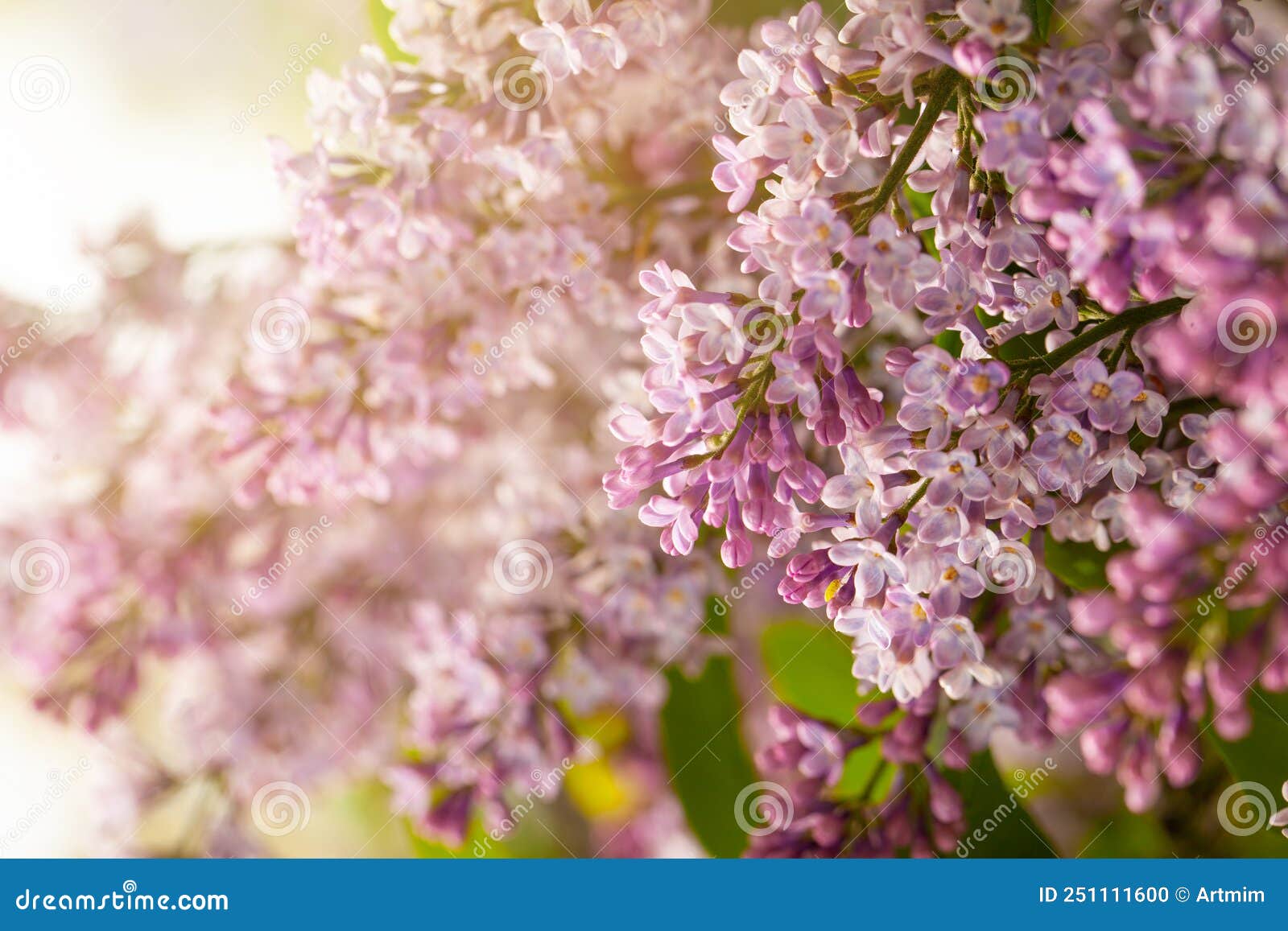 Spring Flowers Abstract Background Stock Photo - Image of abstract ...