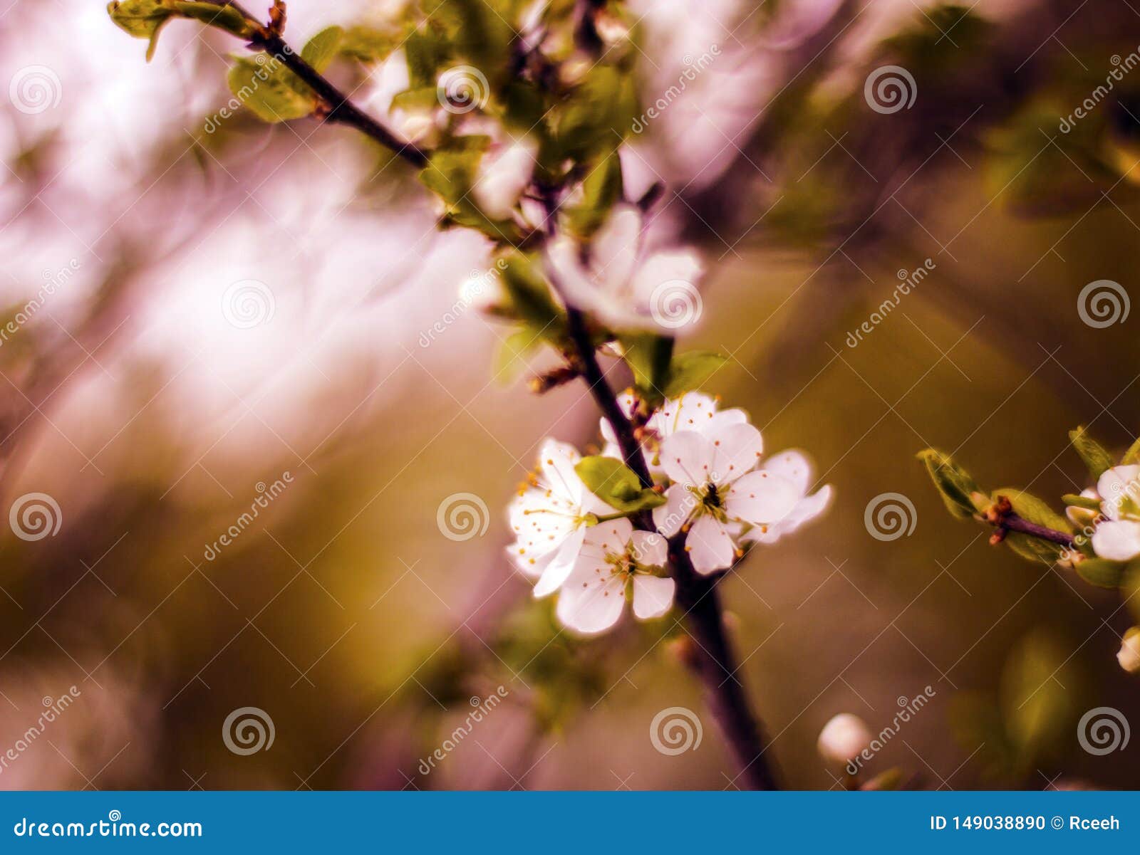 Spring Flowers Abstract Background Stock Photo - Image of concept ...