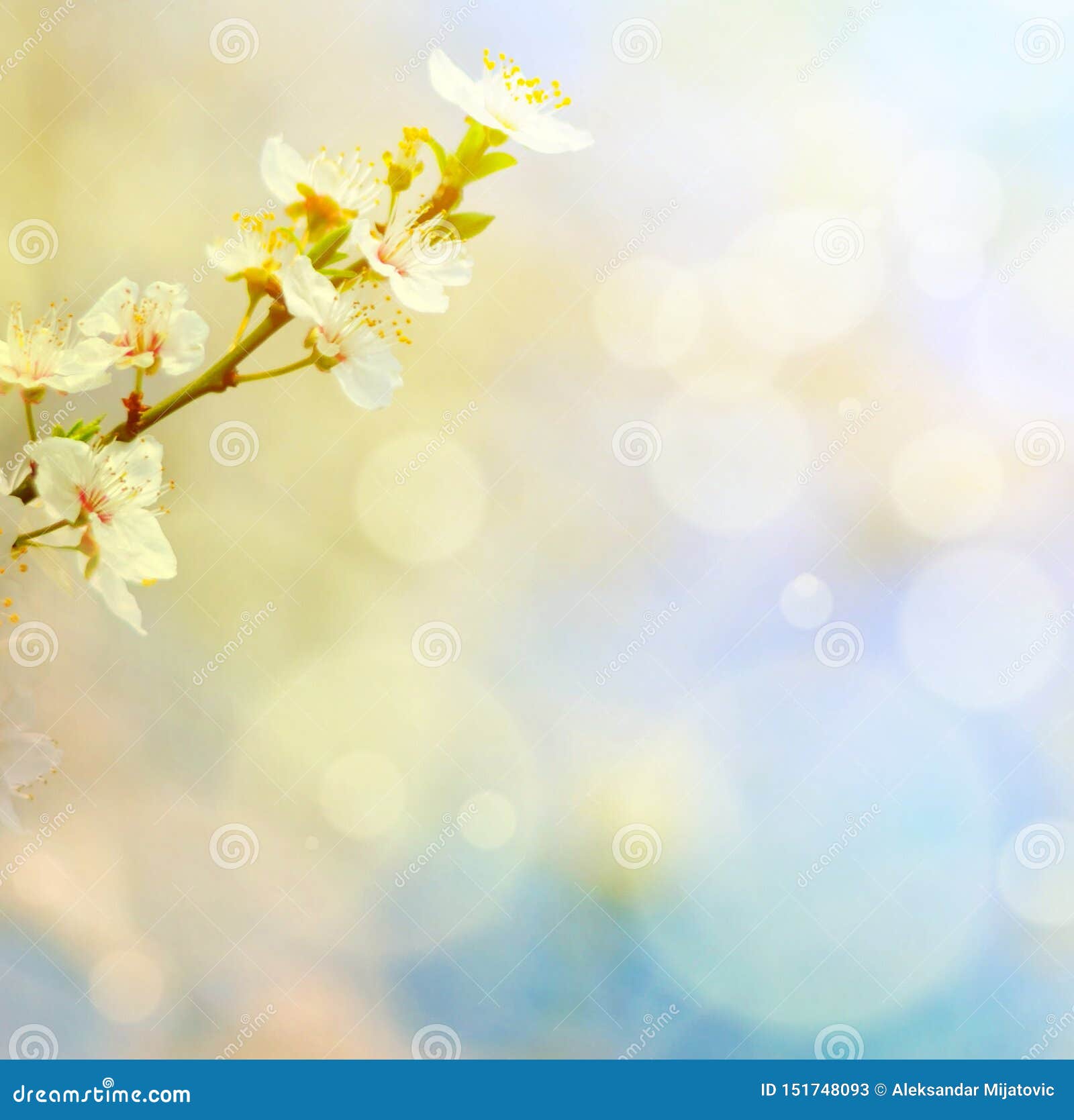 Spring Flowers Against Blue Bokeh Background Stock Image - Image of ...