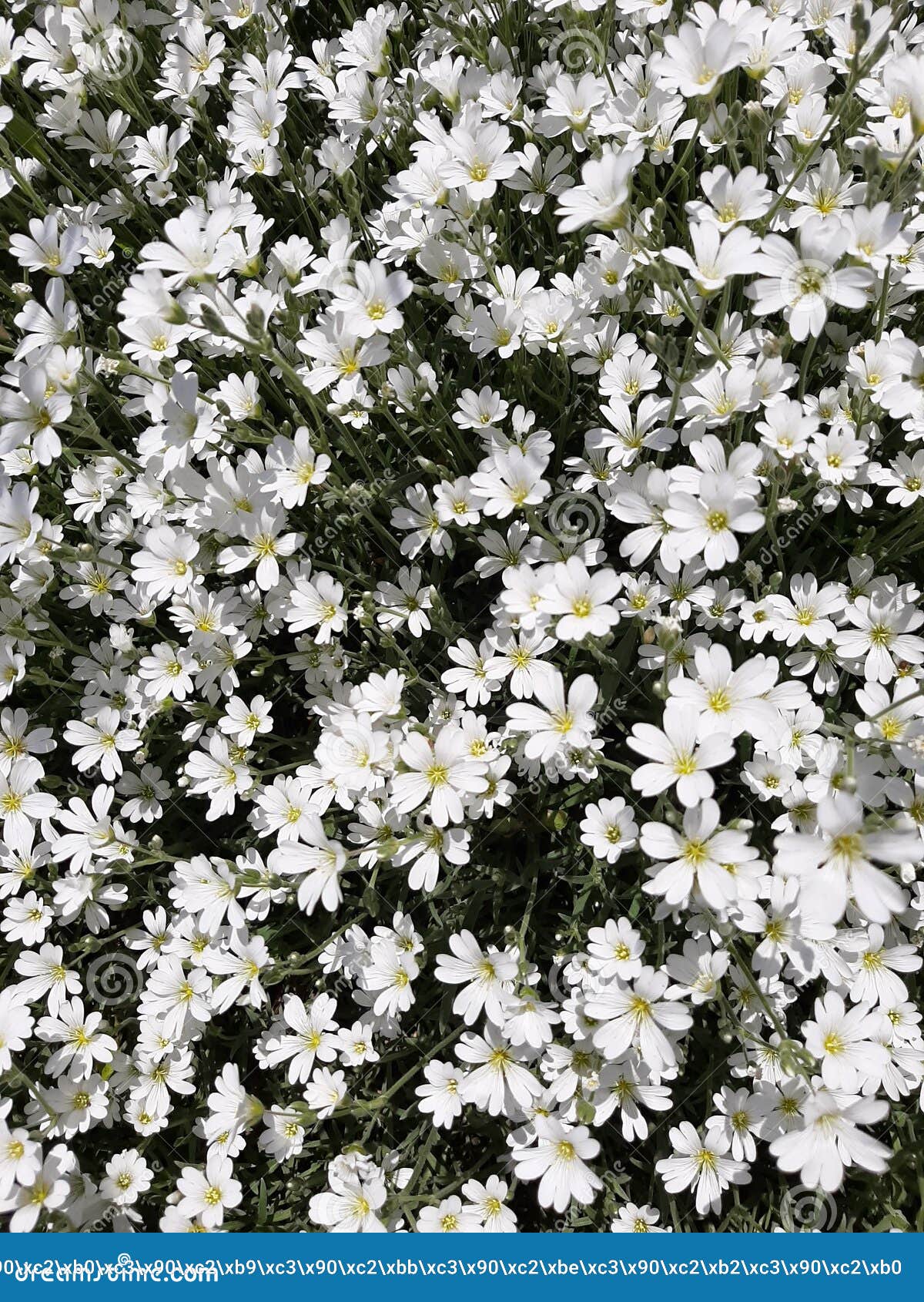 Spring flowers stock photo. Image of airy, wildflower - 238799244