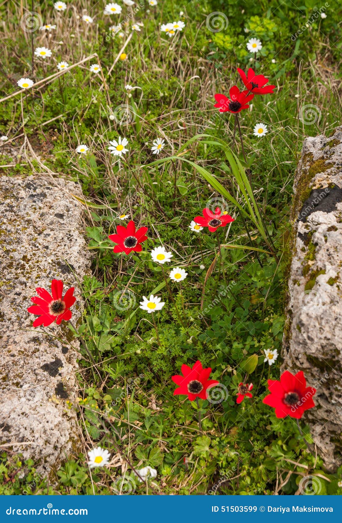 Spring Flowers at Ancient Olimpia, Peloponnese, Greece Stock Image ...