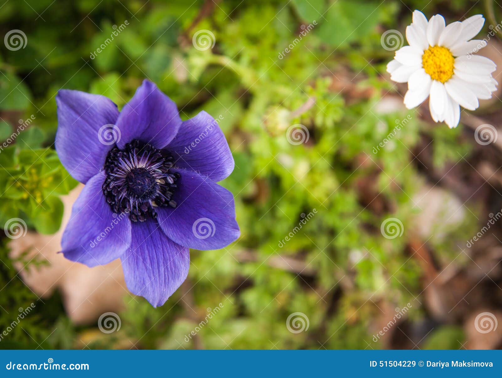 Spring Flowers at Ancient Olimpia, Peloponnese, Greece Stock Image ...