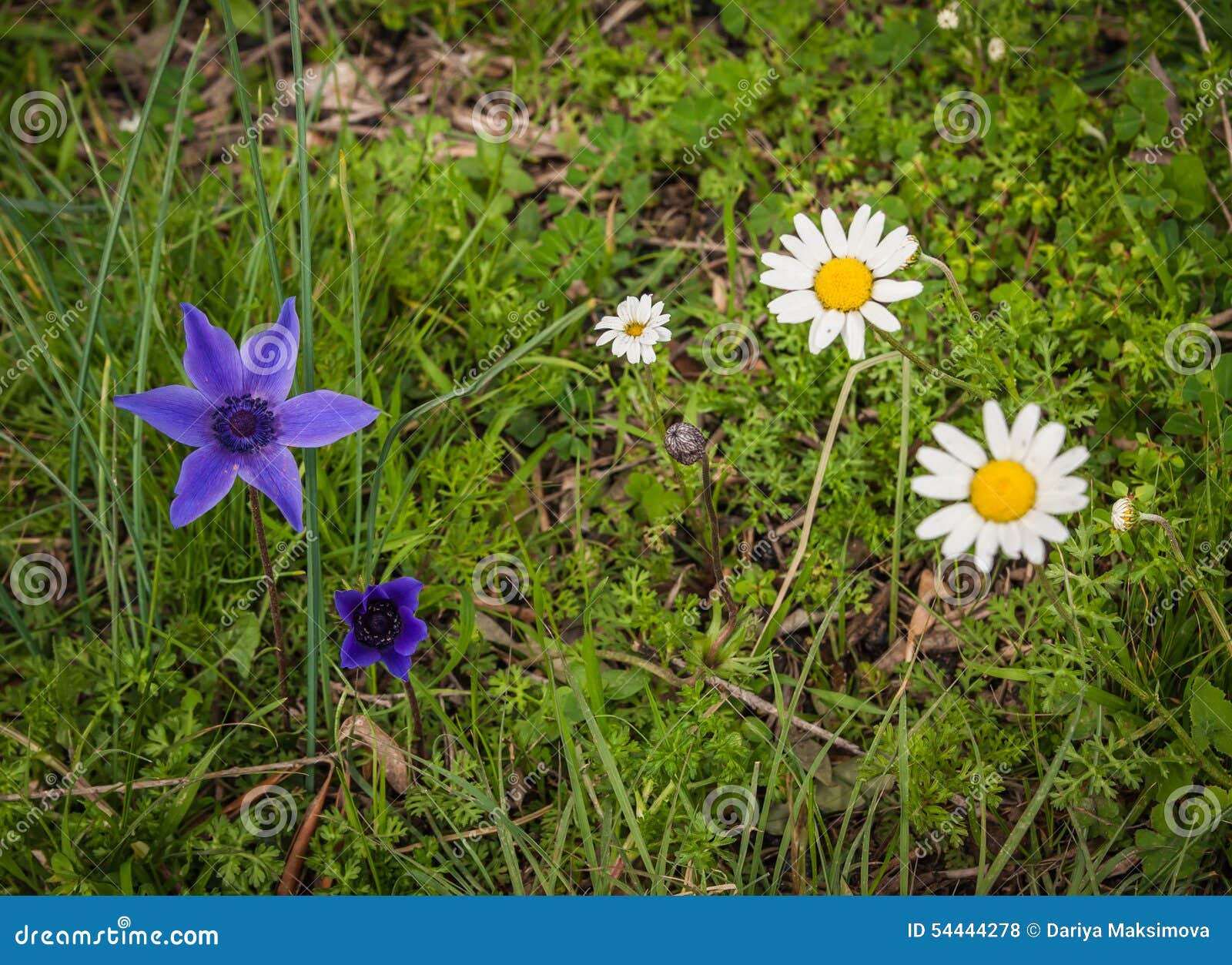 Spring Flowers at Ancient Olimpia, Peloponnese, Greece Stock Photo ...
