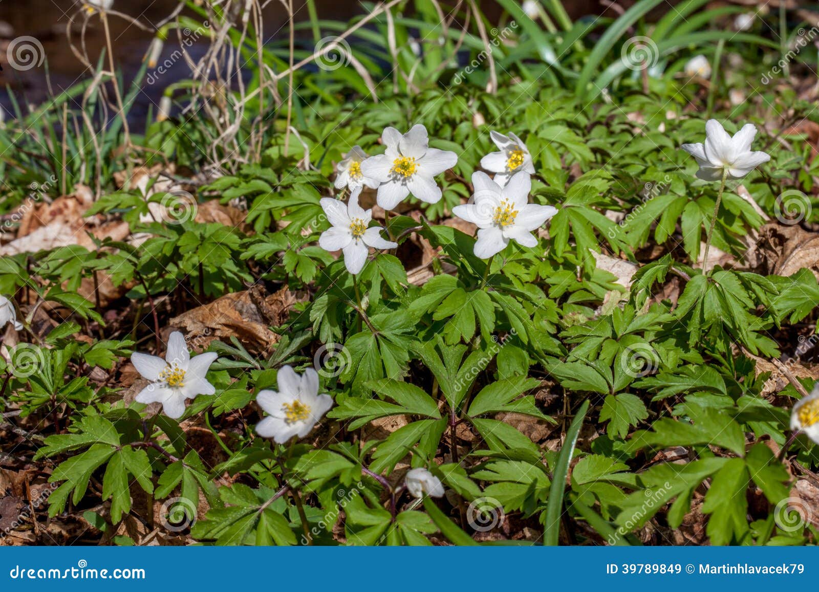 Spring flowers, anemone stock image. Image of enviroment - 39789849
