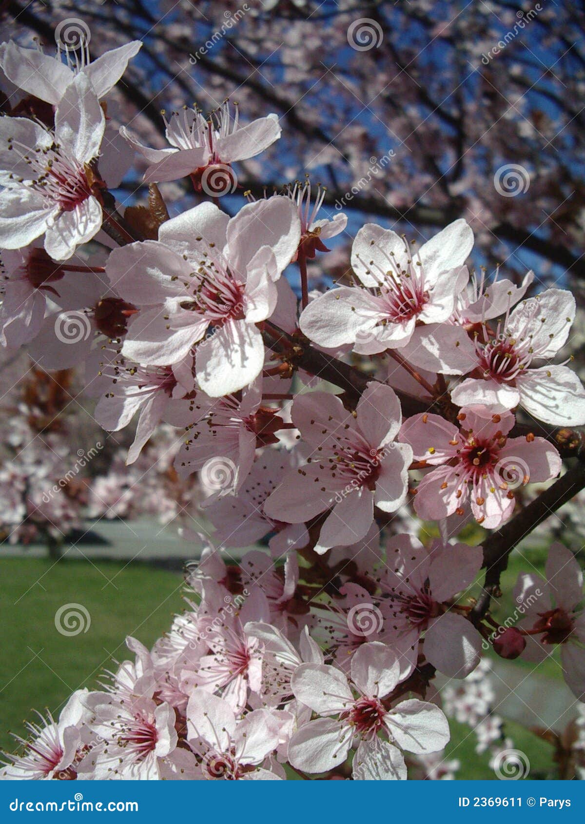 471 Spring Tr Photos - Free & Royalty-Free Stock Photos from Dreamstime